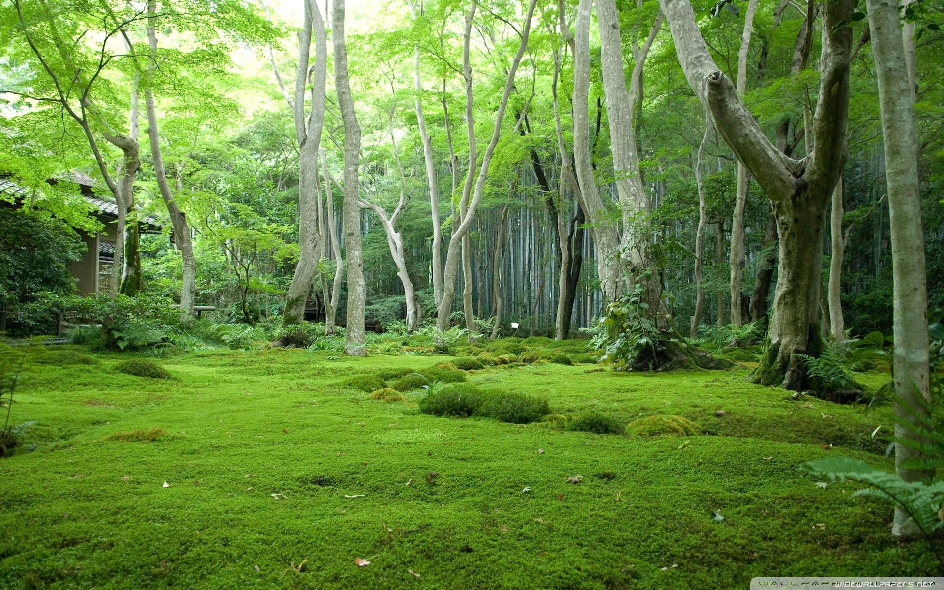 Peaceful Forest Wallpapers - Top Free Peaceful Forest Backgrounds ...