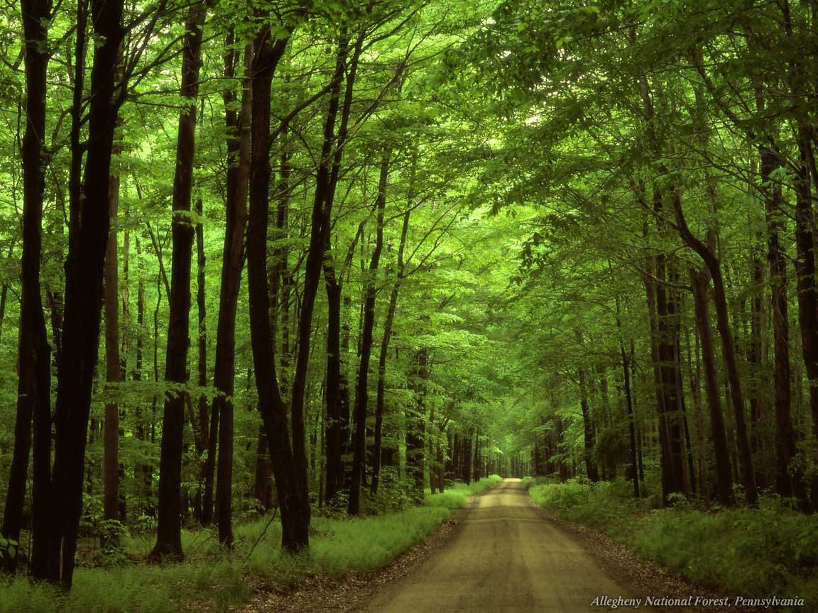 Peaceful Forest Wallpapers - Top Free Peaceful Forest Backgrounds ...