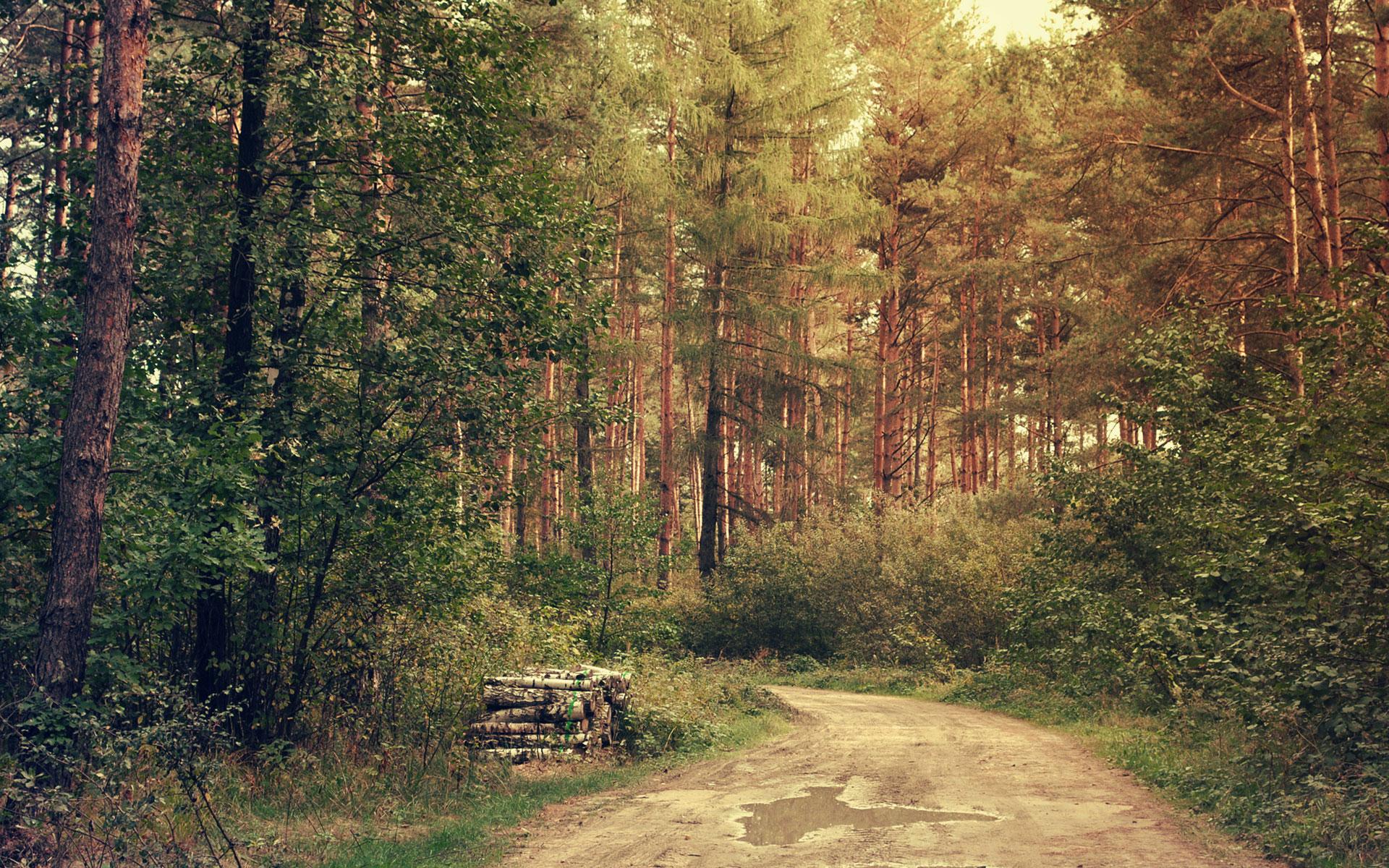 Peaceful Forest Wallpapers - Top Free Peaceful Forest Backgrounds ...