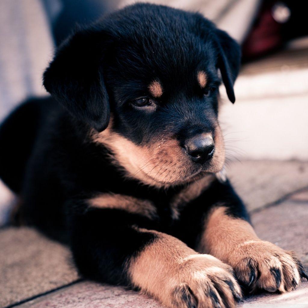 Rottweiler Puppy Wallpapers - Top Free Rottweiler Puppy Backgrounds ...