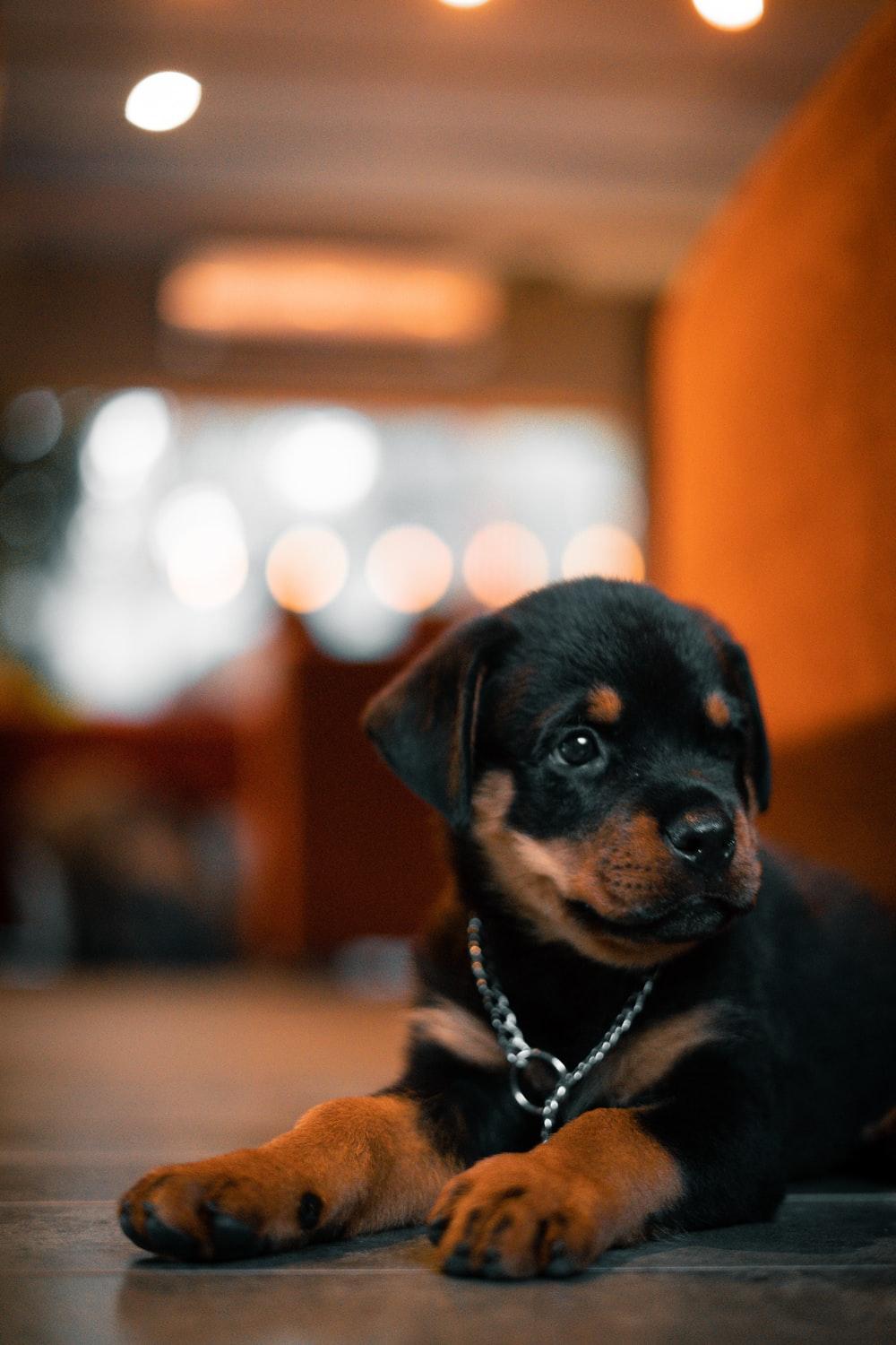 Rottweiler Puppy Wallpapers - Top Free Rottweiler Puppy Backgrounds ...