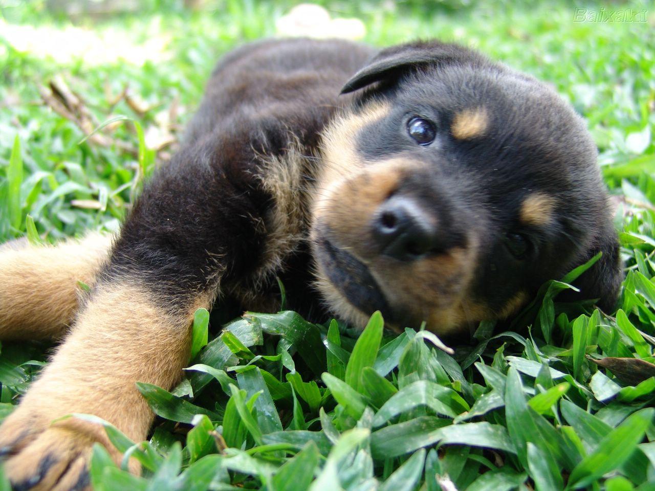 Rottweiler Puppy Wallpapers - Top Free Rottweiler Puppy Backgrounds ...