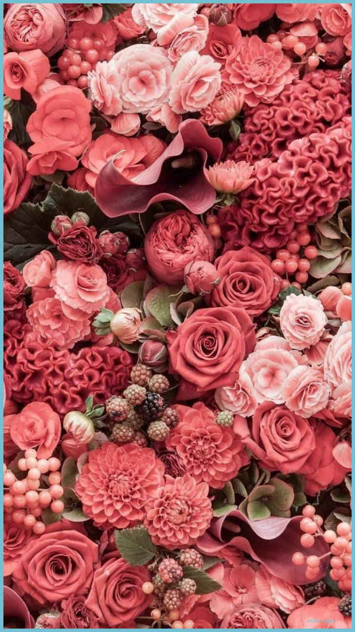 Cute Coral Wallpapers - Top Free Cute Coral Backgrounds - WallpaperAccess