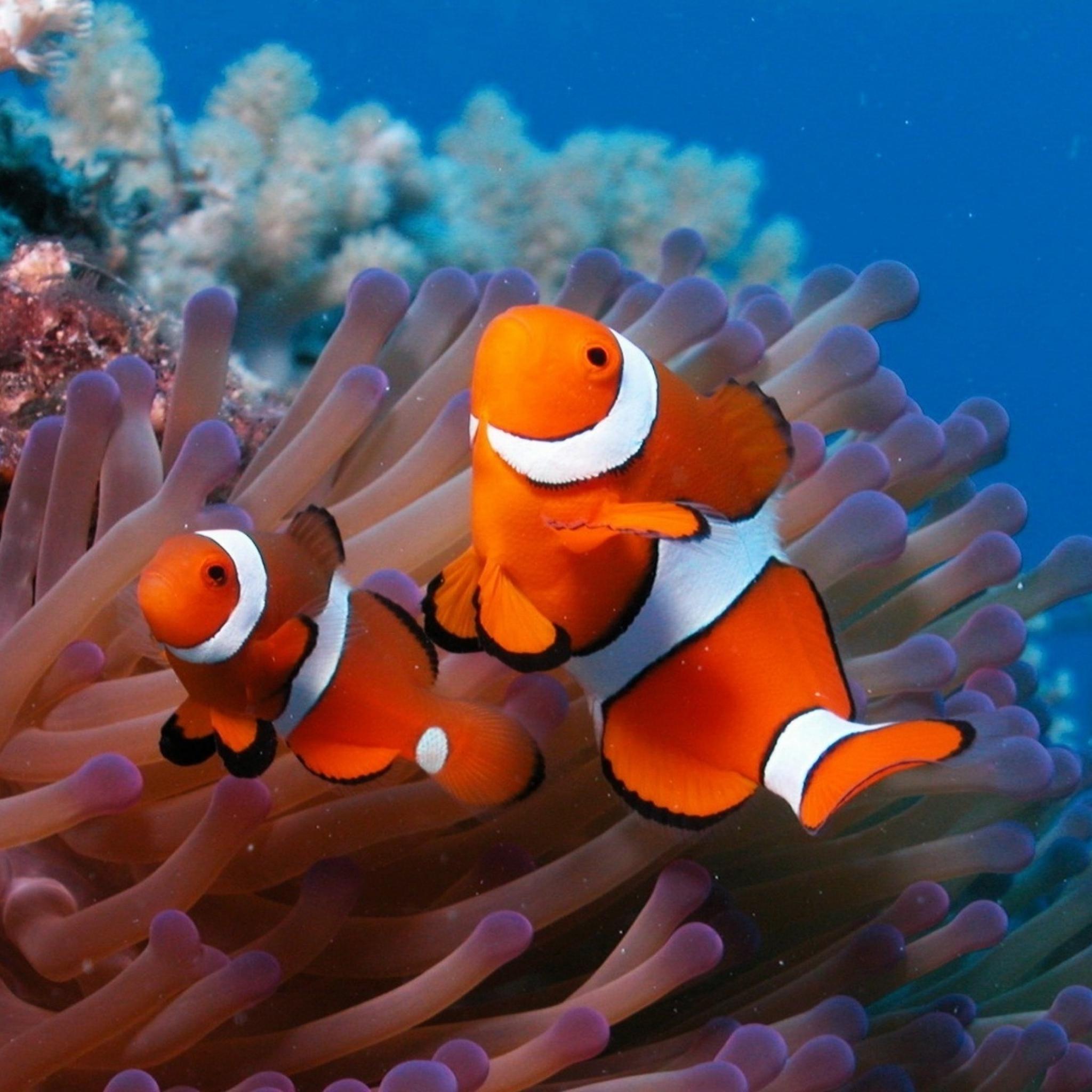 Cute Coral Wallpapers - Top Free Cute Coral Backgrounds - WallpaperAccess