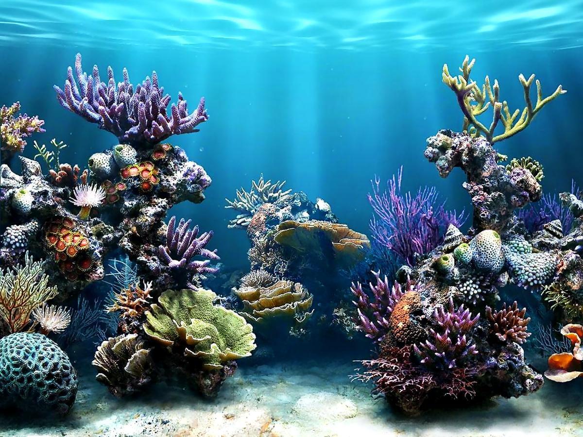 Cute Coral Wallpapers - Top Free Cute Coral Backgrounds - WallpaperAccess
