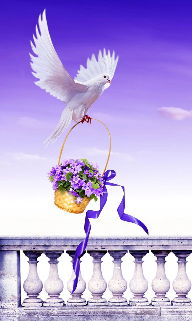 White Dove Wallpapers - Top Free White Dove Backgrounds - WallpaperAccess