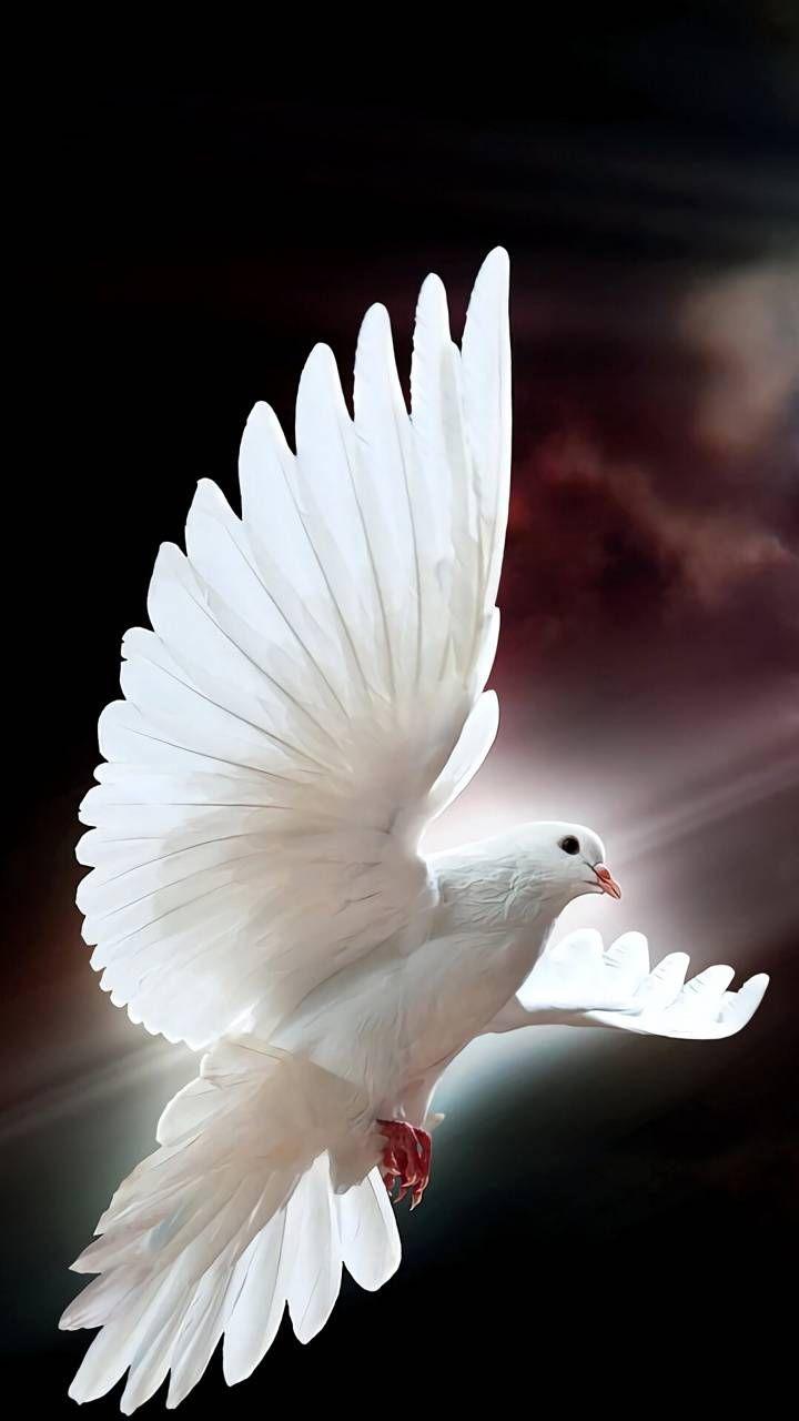 White Dove Wallpapers - Top Free White Dove Backgrounds - WallpaperAccess