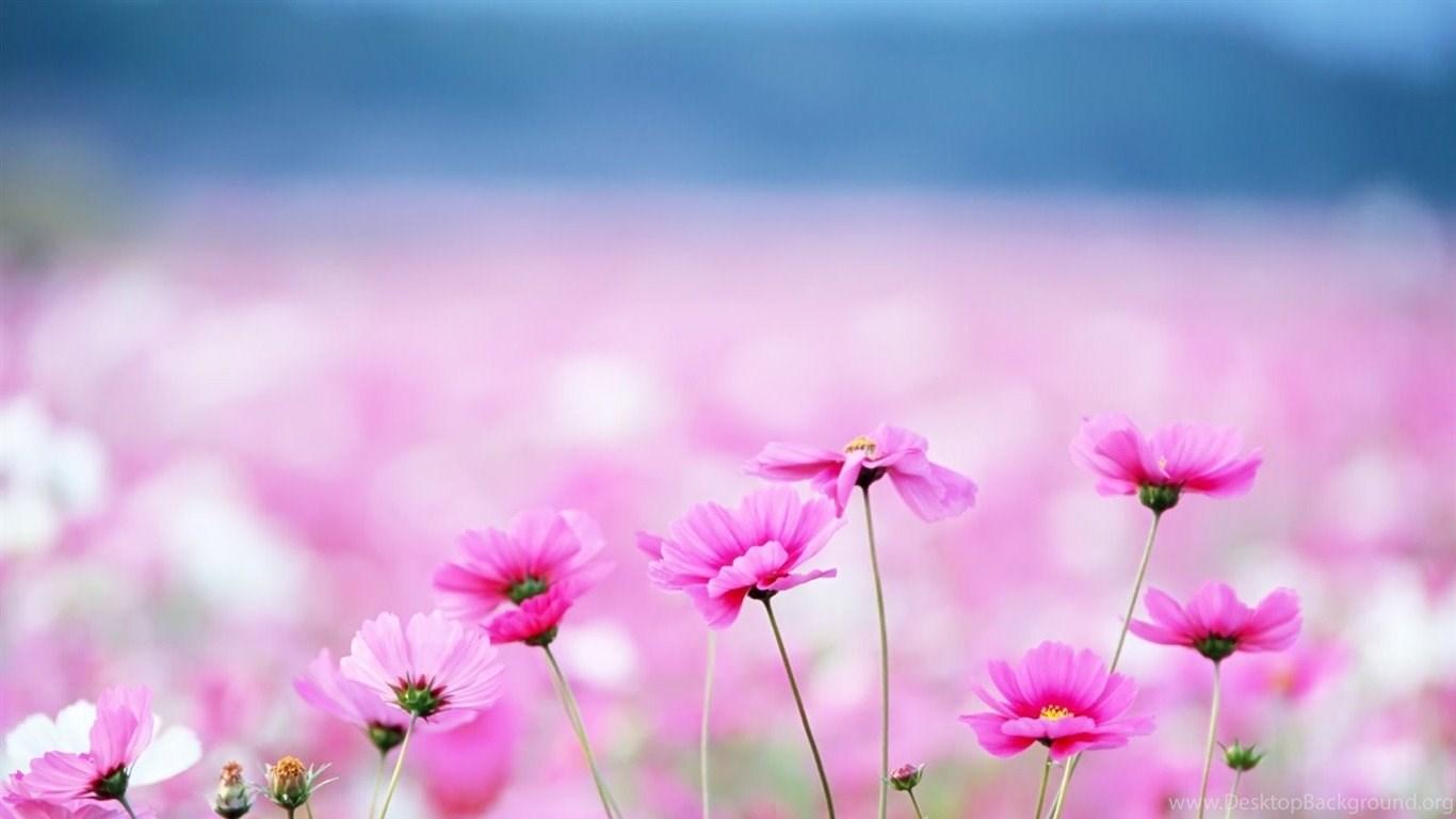 Amazing Floral iPhone Wallpapers - Top Free Amazing Floral iPhone ...