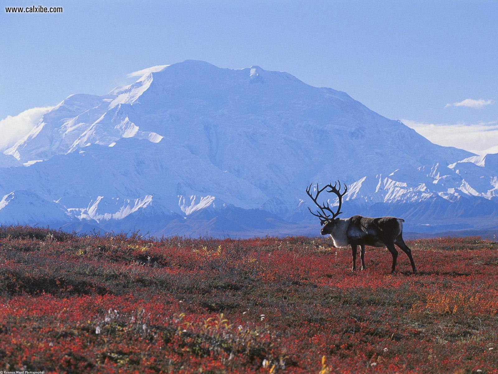 Denali Desktop Wallpapers - Top Free Denali Desktop Backgrounds ...