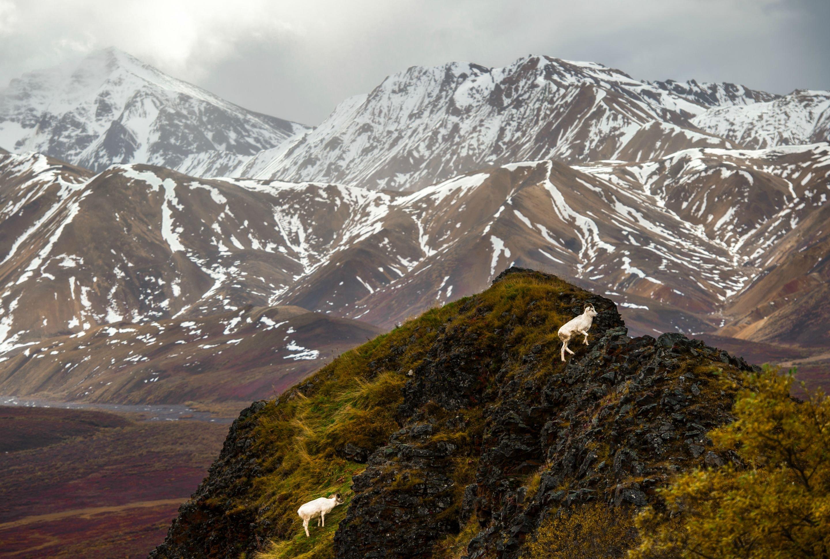 Denali Desktop Wallpapers - Top Free Denali Desktop Backgrounds ...