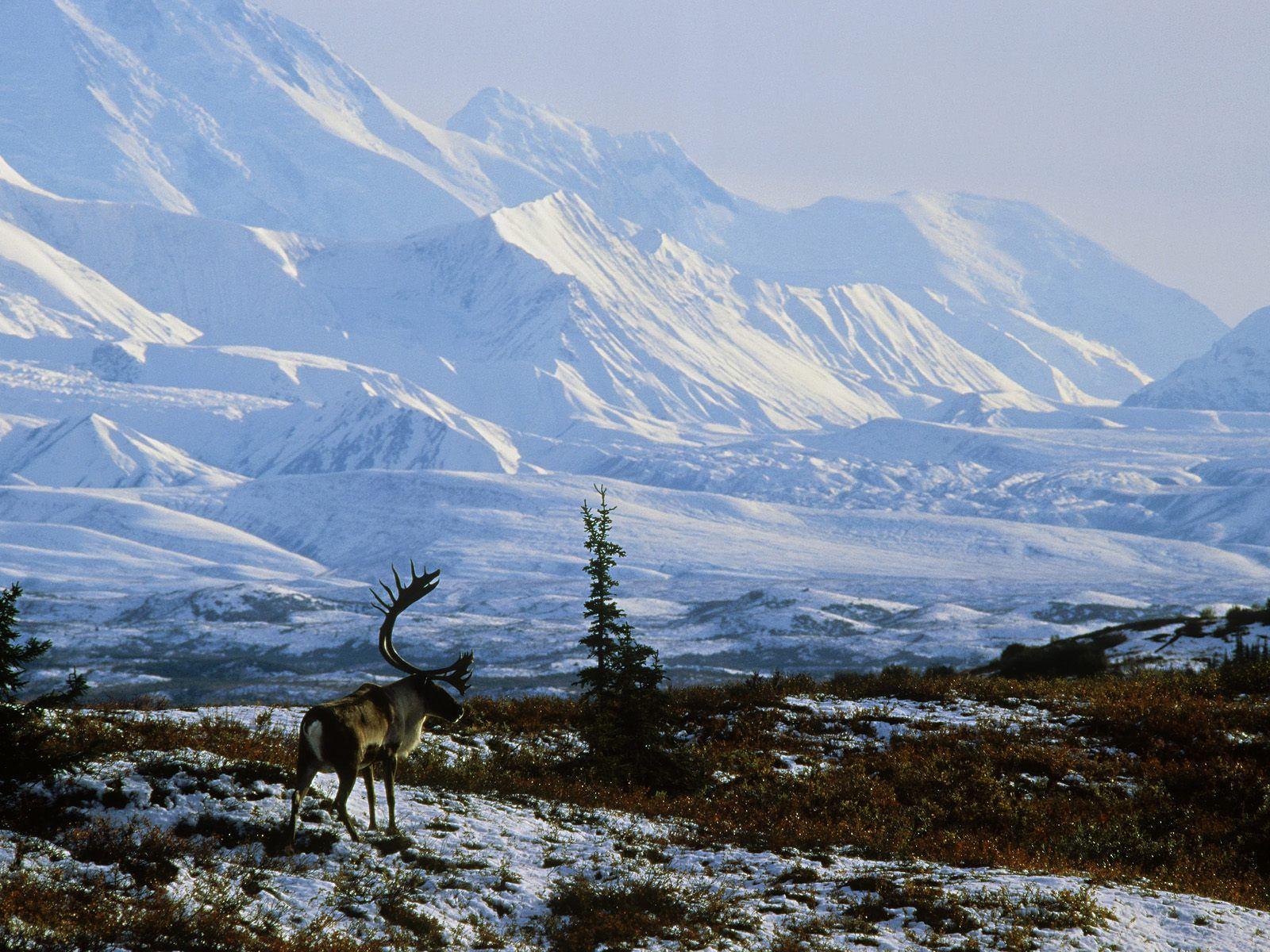 Denali Desktop Wallpapers - Top Free Denali Desktop Backgrounds ...