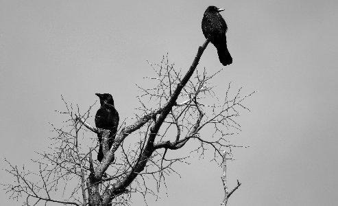 Gothic Bird Wallpapers - Top Free Gothic Bird Backgrounds - WallpaperAccess