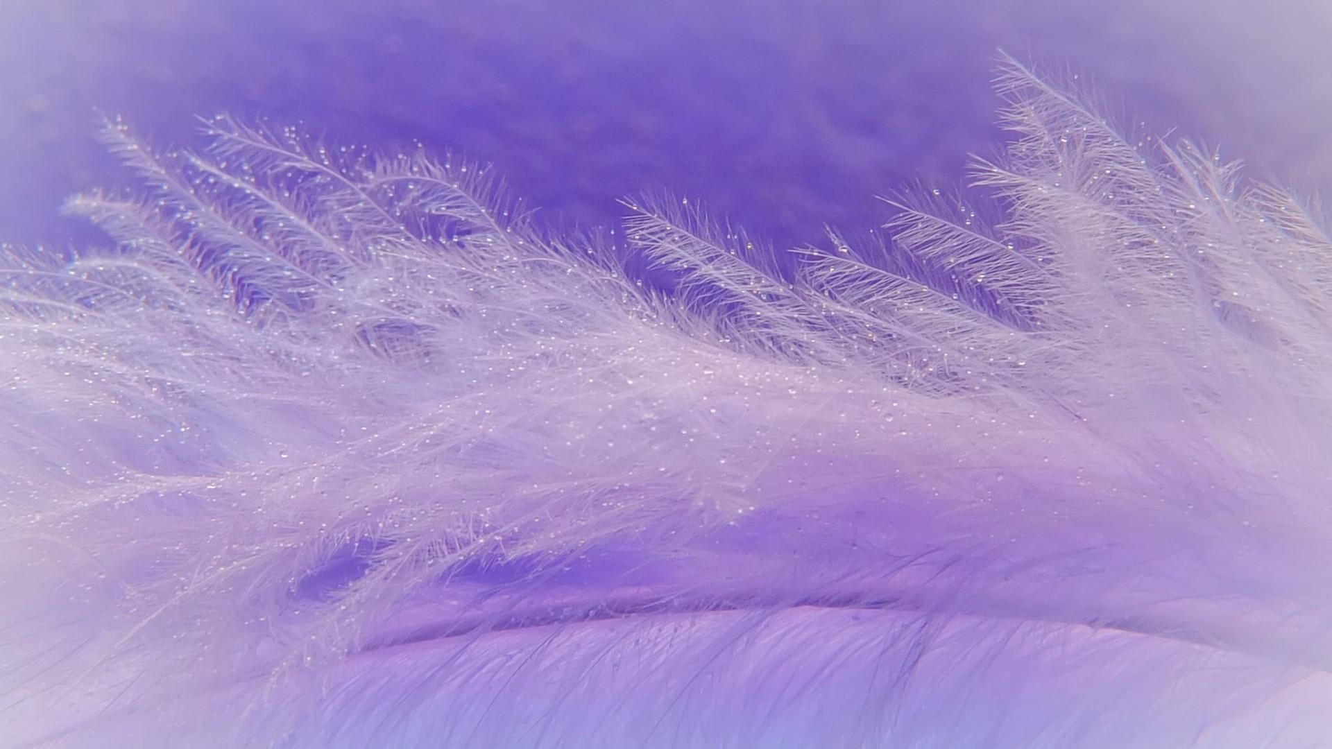 Purple Feather Wallpapers - Top Free Purple Feather Backgrounds ...