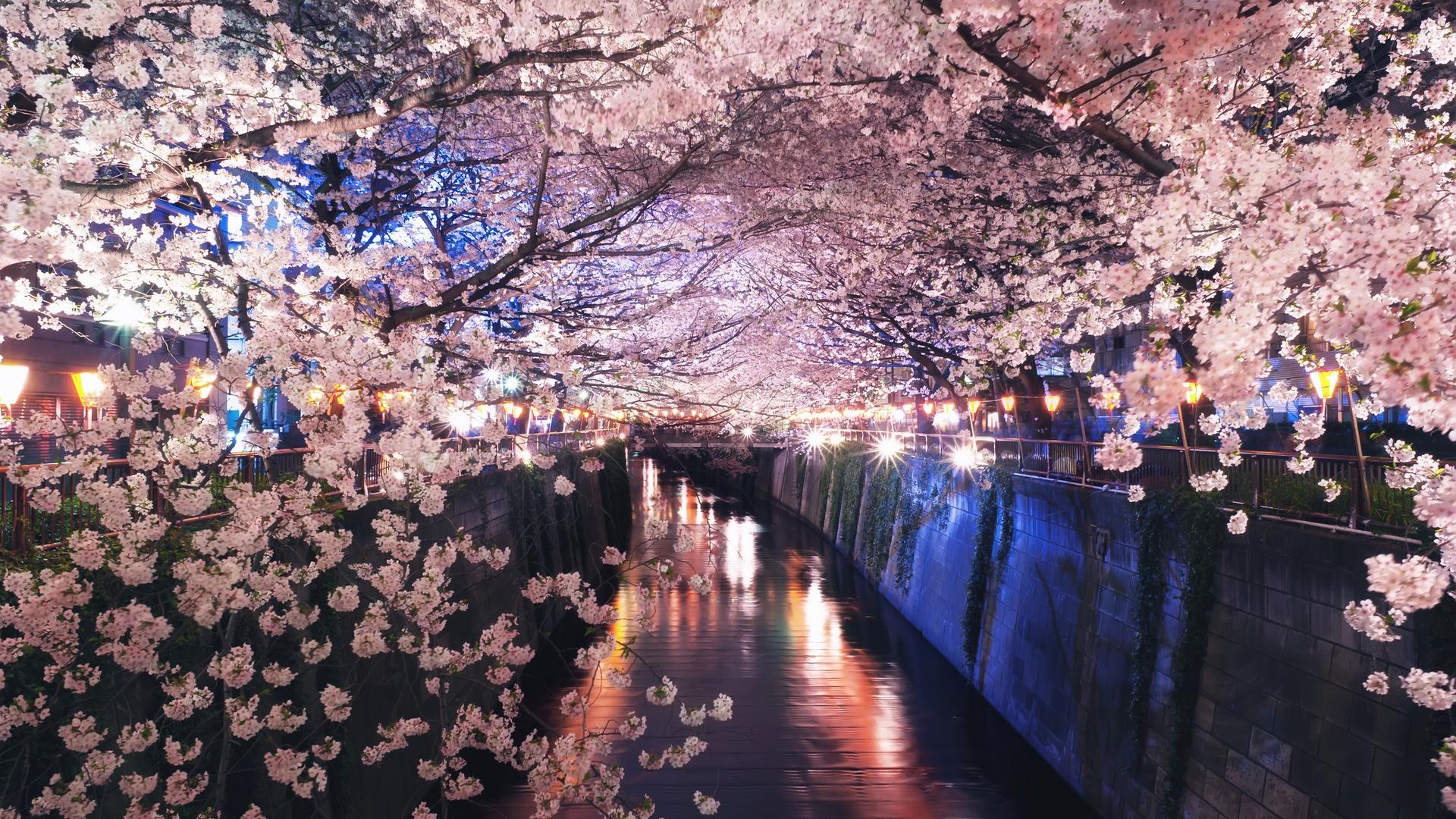 Cherry Blossoms At Night Wallpapers Top Free Cherry Blossoms At Night