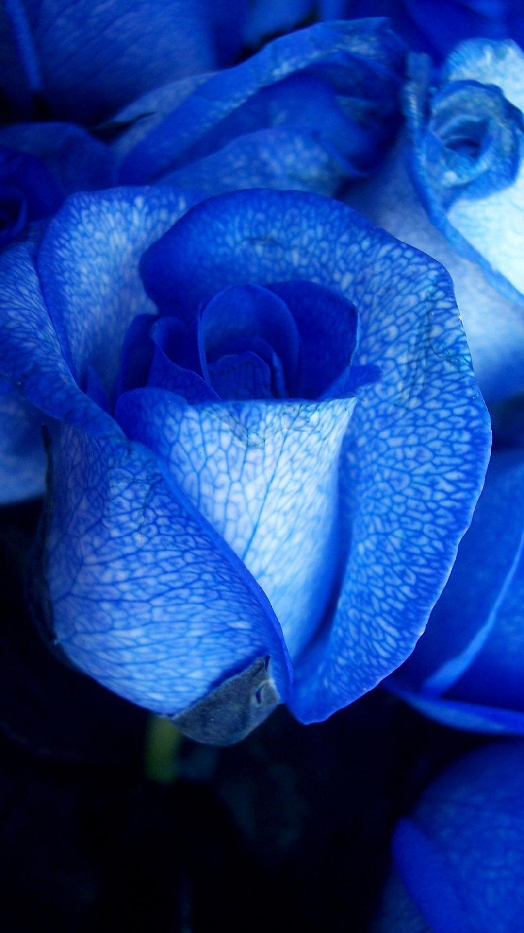 Blue Rose iPhone Wallpapers - Top Free Blue Rose iPhone Backgrounds ...
