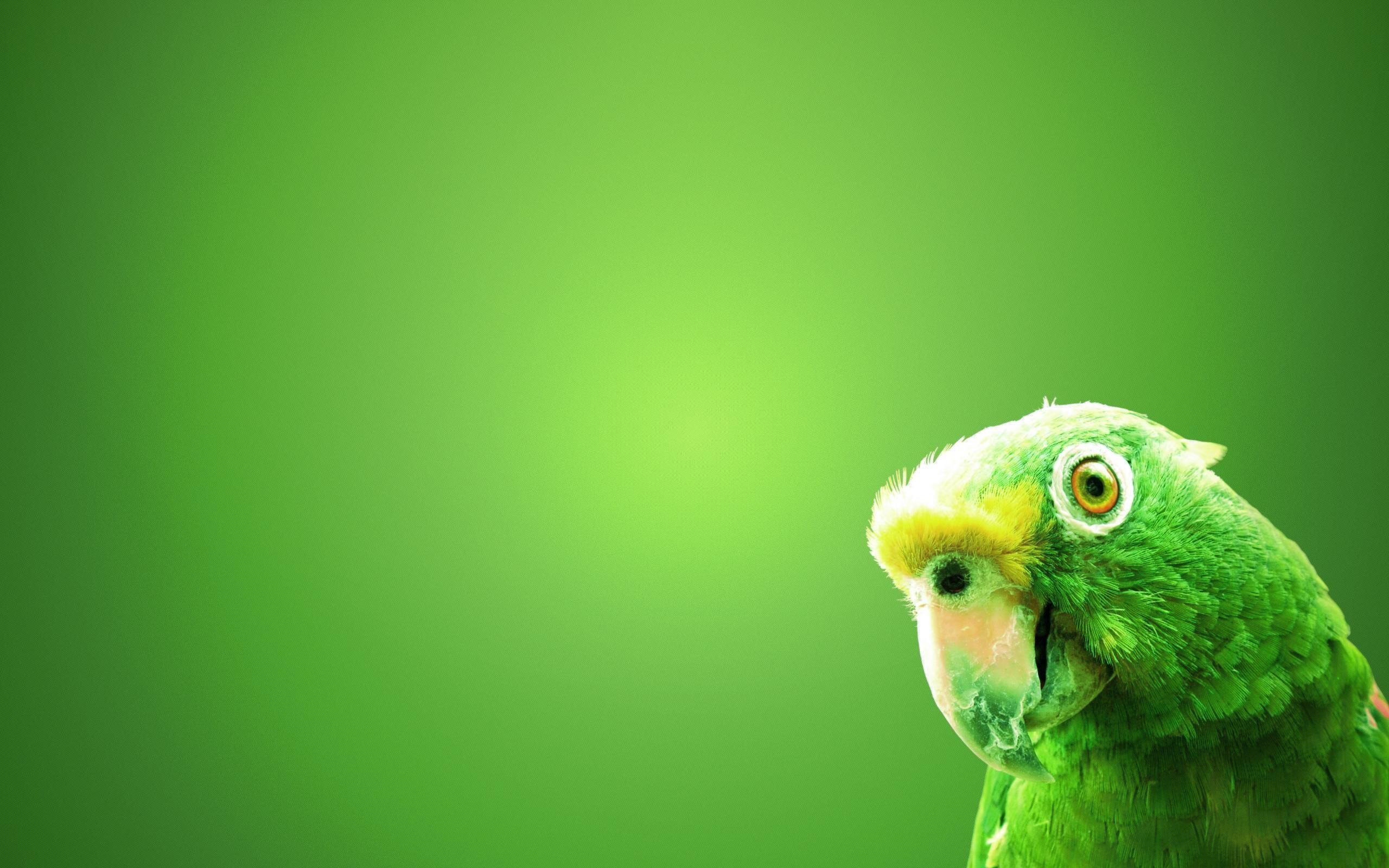 Animal Green Wallpapers - Top Free Animal Green Backgrounds ...