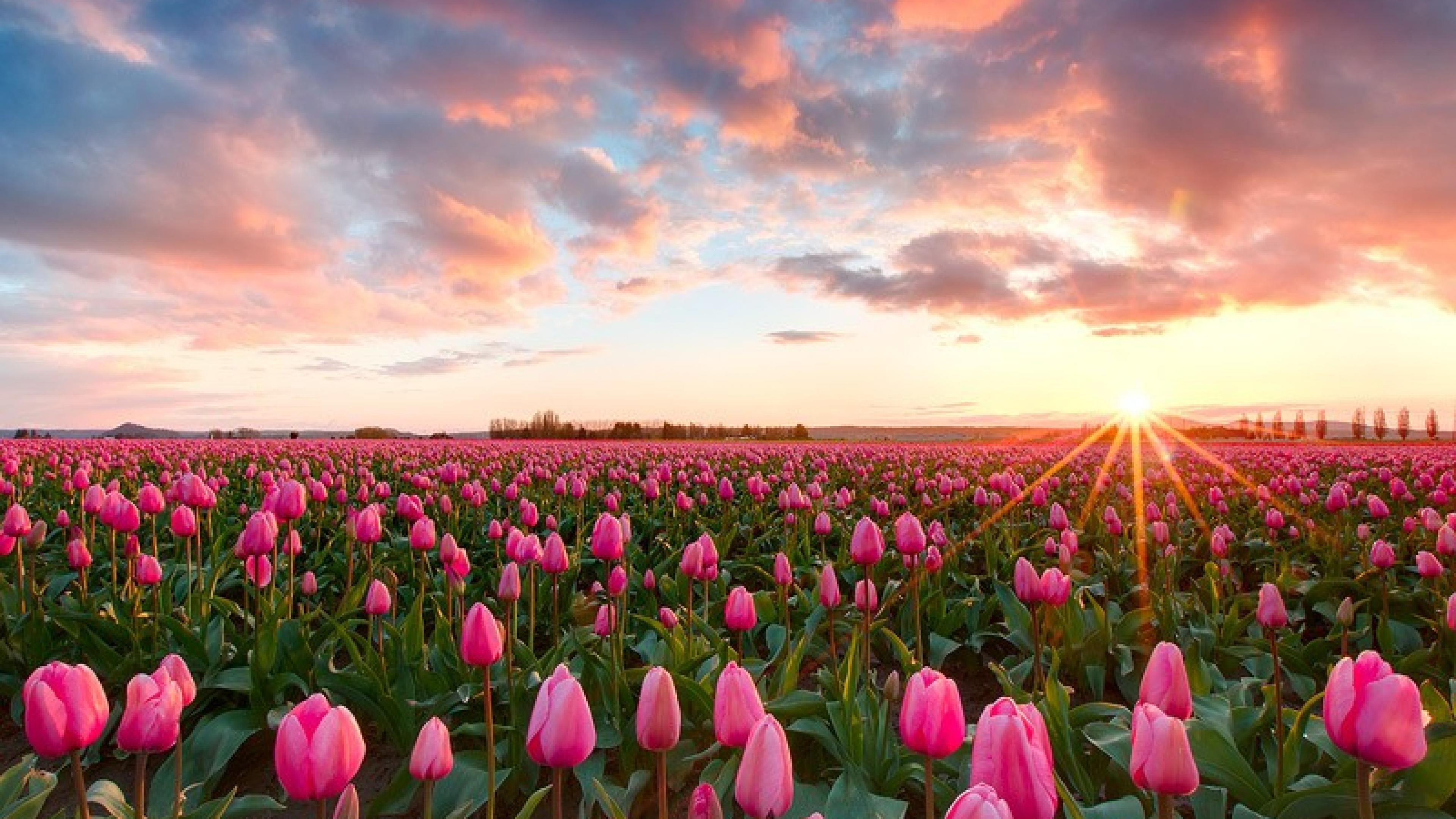 Tulip Fields Wallpapers - Top Free Tulip Fields Backgrounds - WallpaperAccess