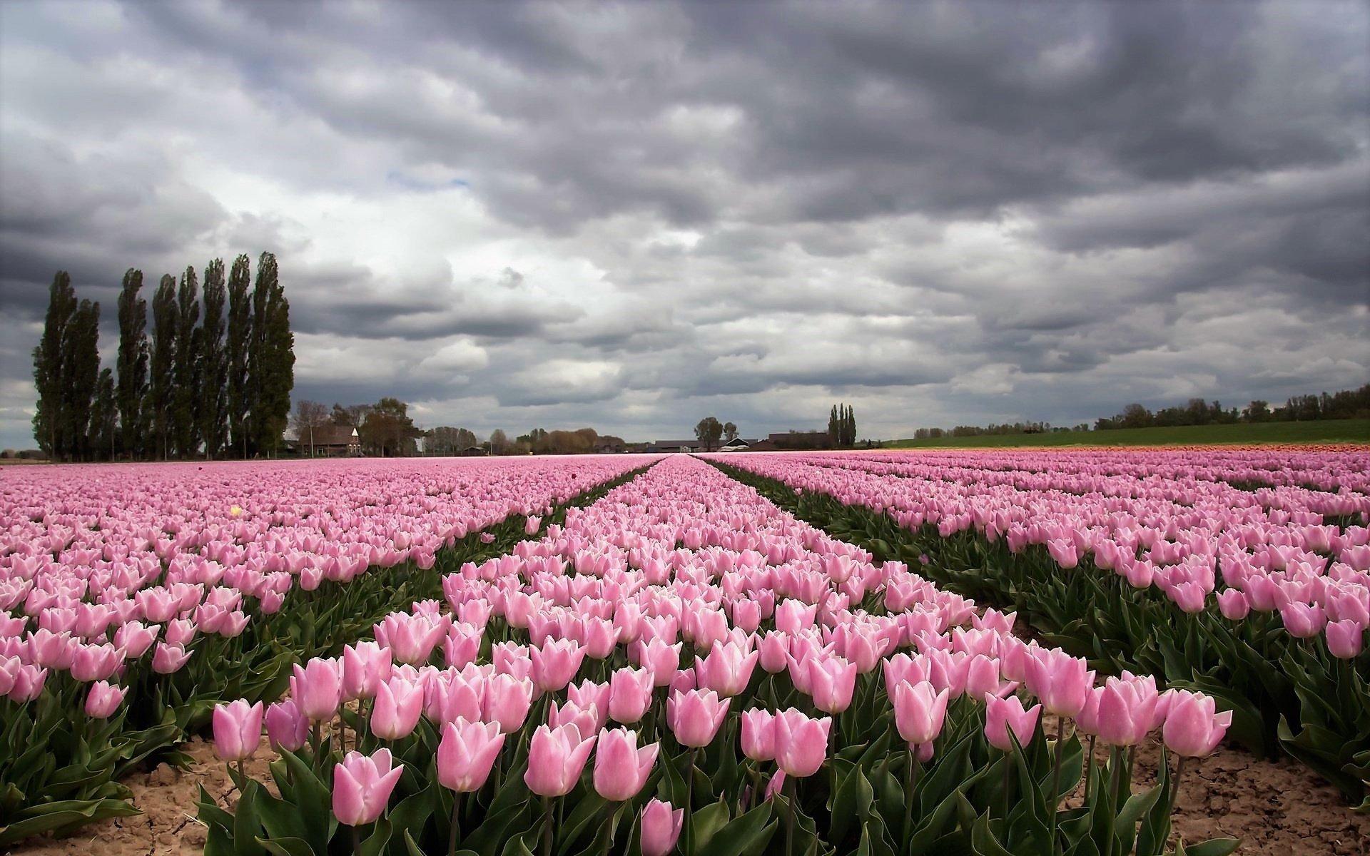 Tulip Fields Wallpapers - Top Free Tulip Fields Backgrounds - WallpaperAccess