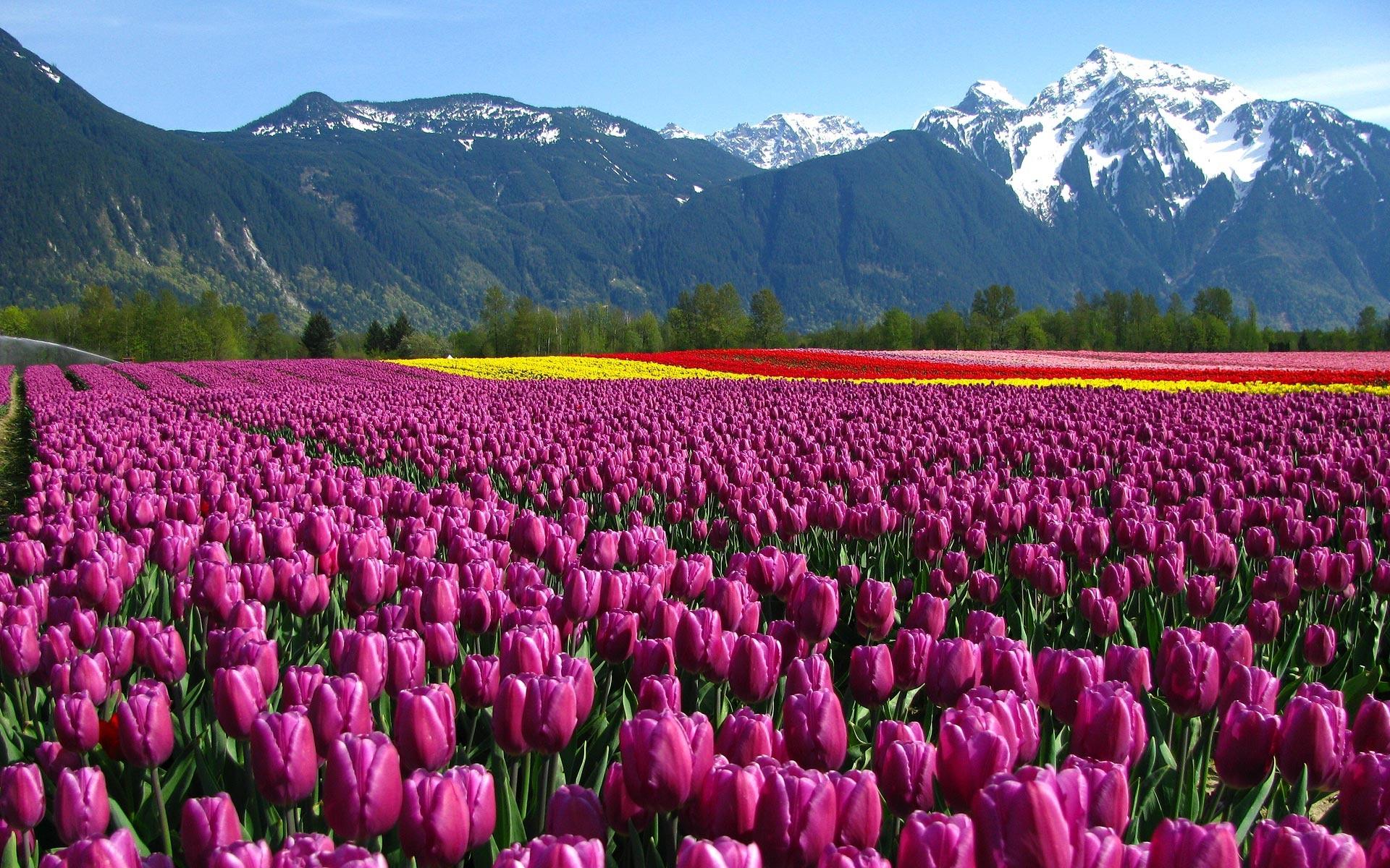Tulip Fields Wallpapers - Top Free Tulip Fields Backgrounds - WallpaperAccess