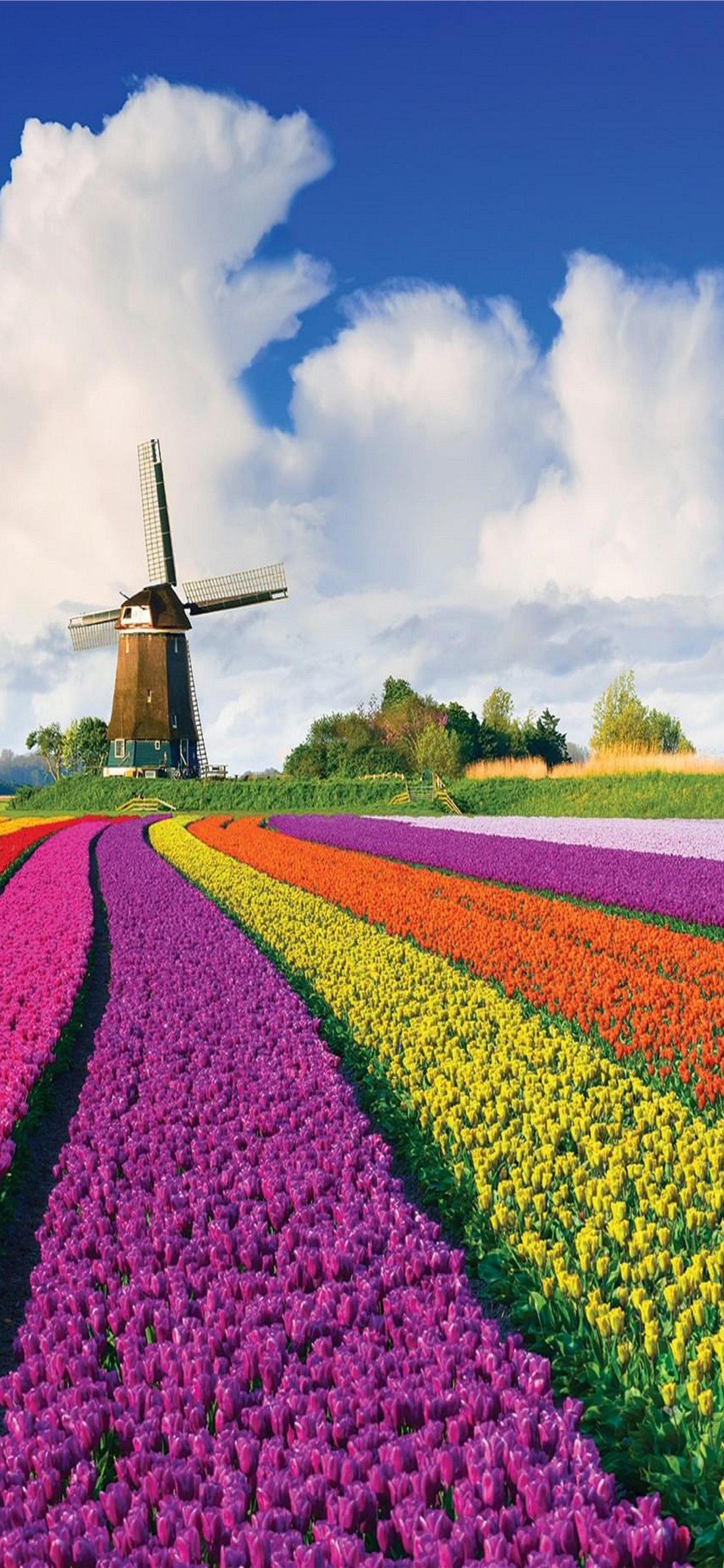 Tulip Fields Wallpapers - Top Free Tulip Fields Backgrounds ...