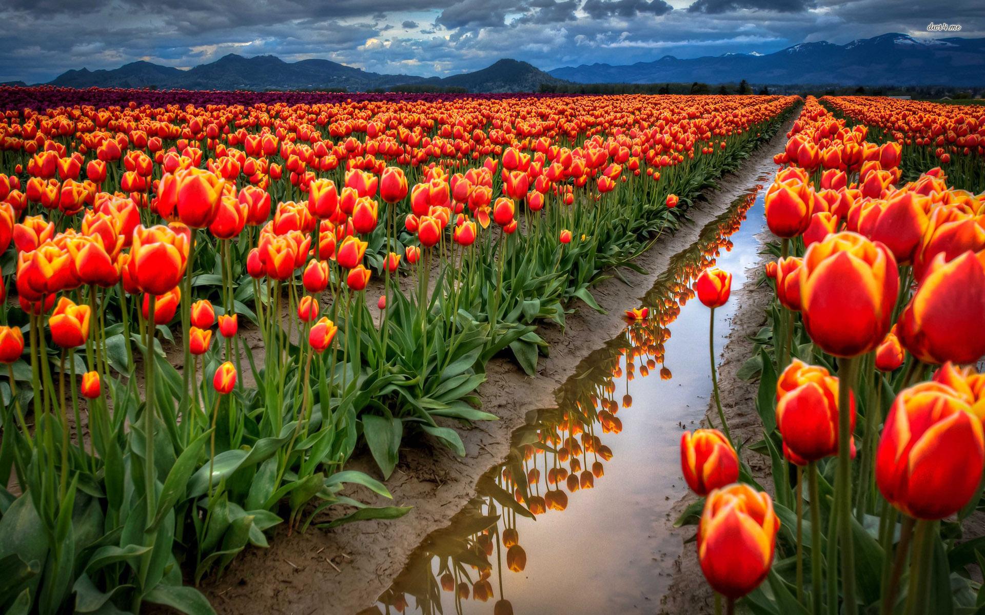 Tulip Fields Wallpapers - Top Free Tulip Fields Backgrounds - WallpaperAccess