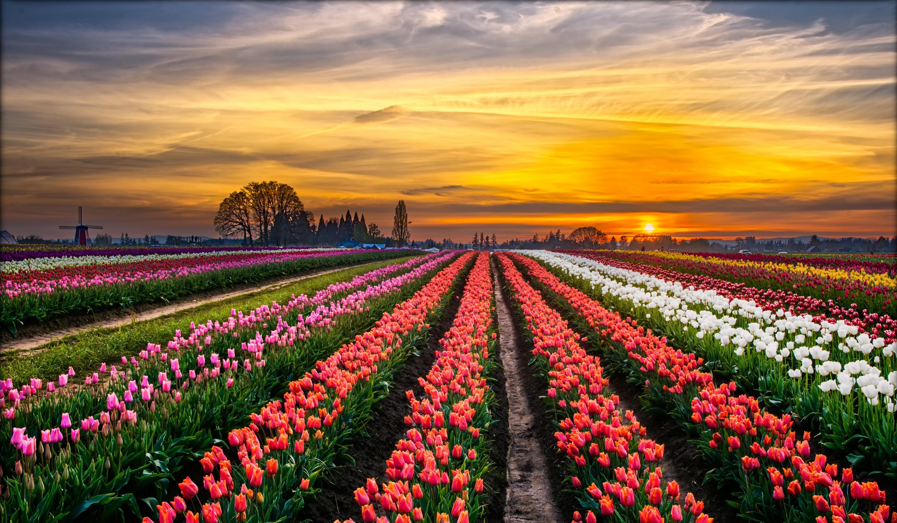 Tulip Fields Wallpapers - Top Free Tulip Fields Backgrounds ...