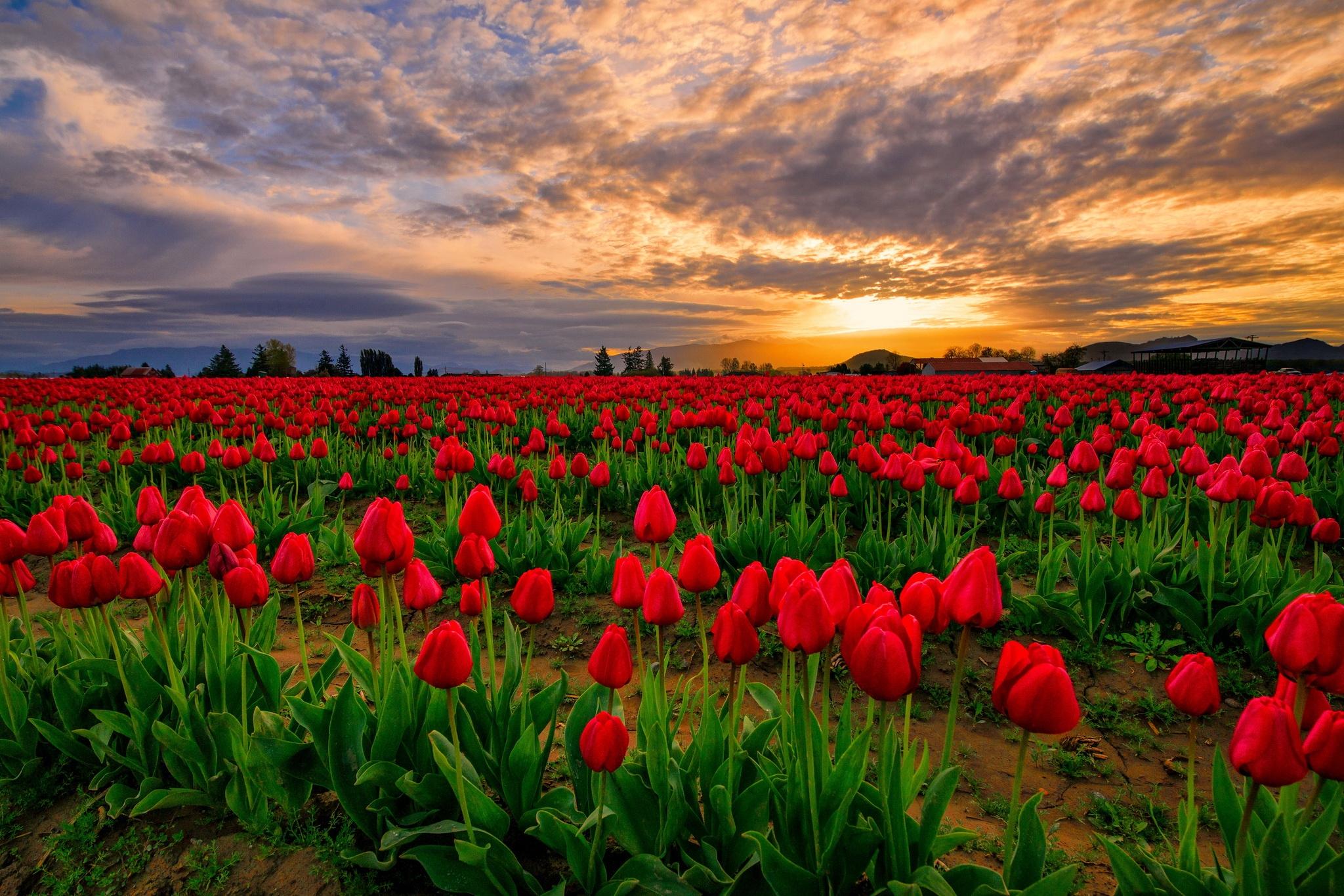 Red Tulips Wallpapers - Top Free Red Tulips Backgrounds - WallpaperAccess
