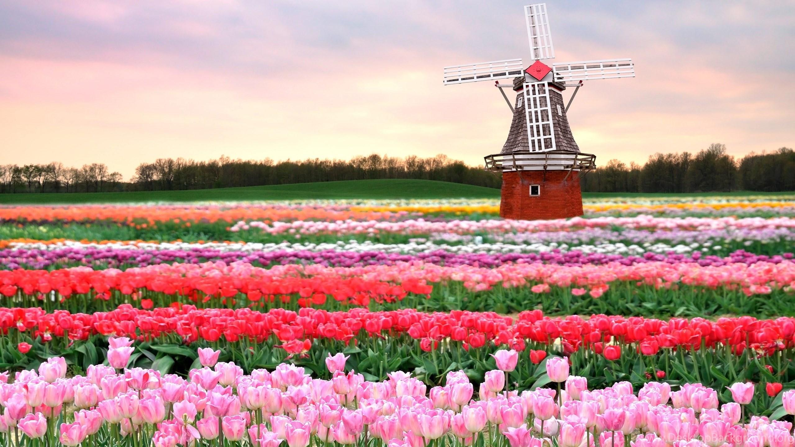 Tulip Fields Wallpapers - Top Free Tulip Fields Backgrounds - WallpaperAccess