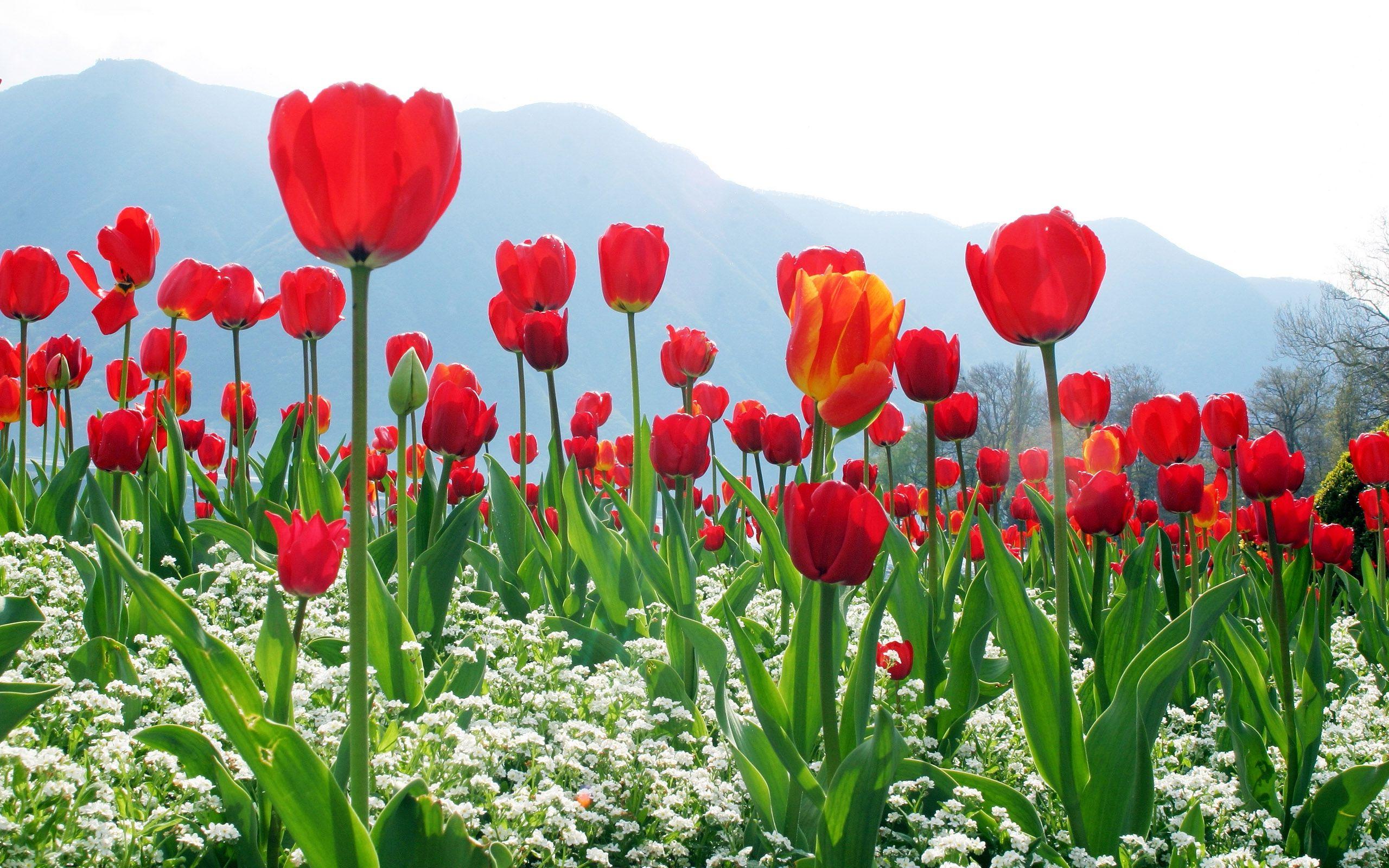 Tulip Fields Wallpapers - Top Free Tulip Fields Backgrounds ...