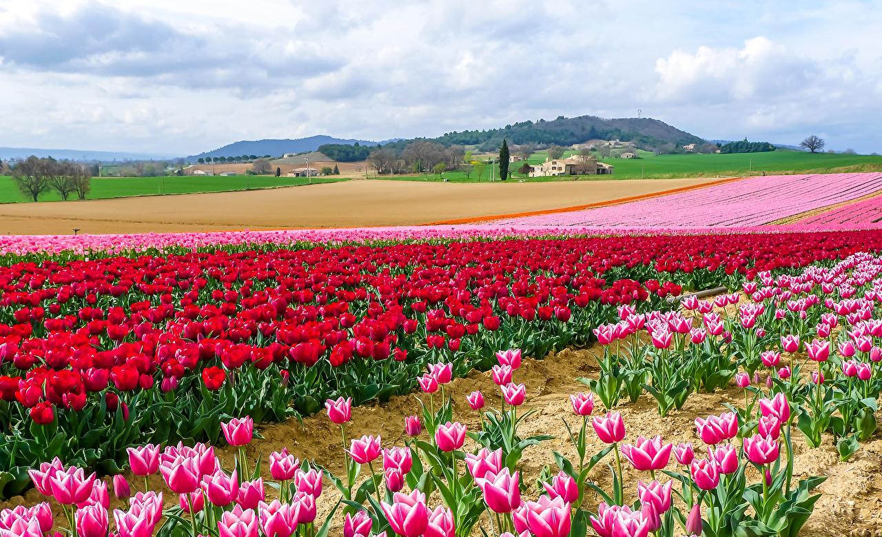Tulip Fields Wallpapers - Top Free Tulip Fields Backgrounds ...