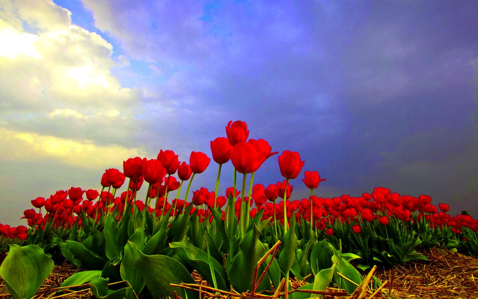 Tulip Fields Wallpapers - Top Free Tulip Fields Backgrounds ...