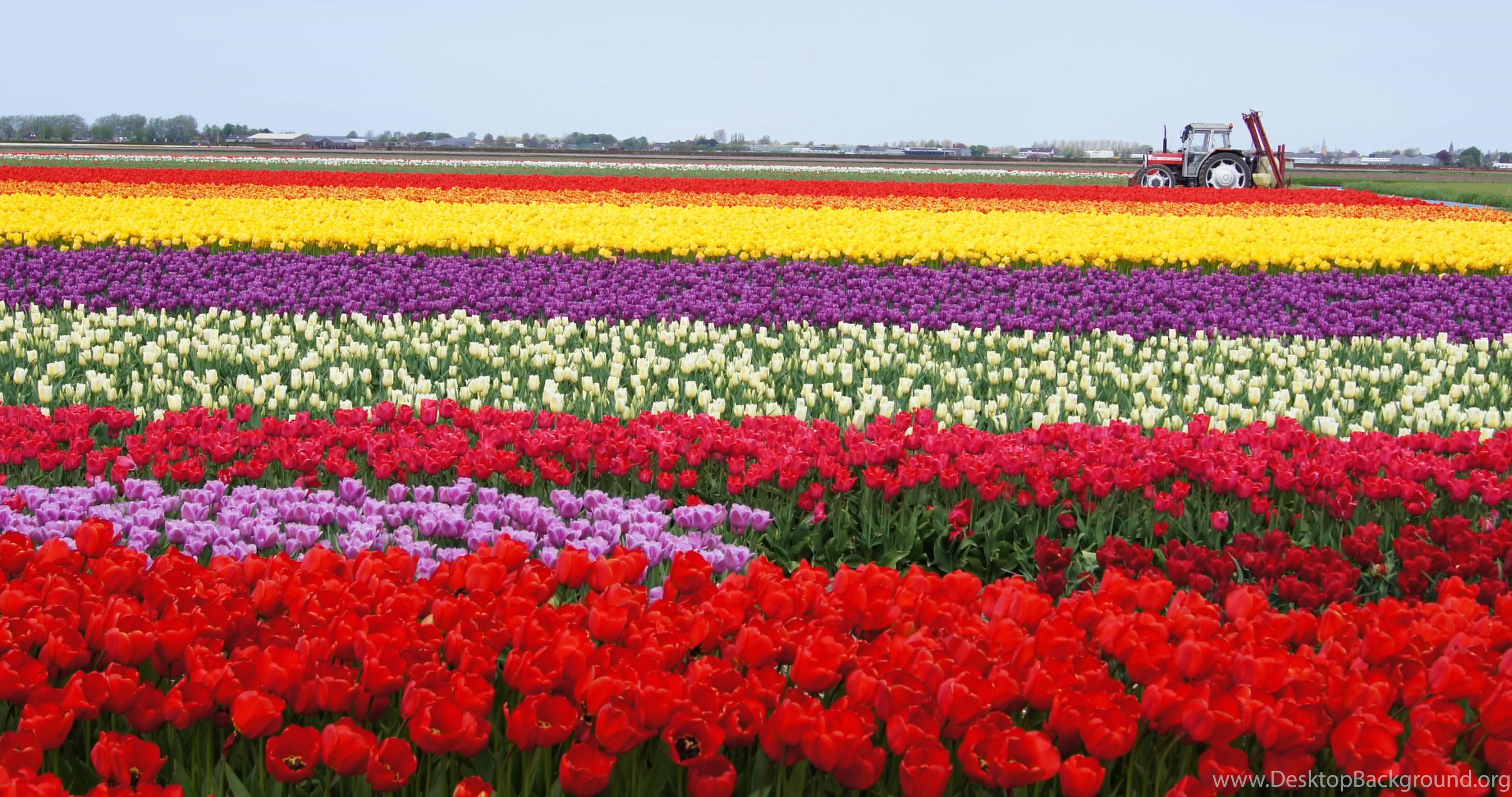 Tulip Fields Wallpapers - Top Free Tulip Fields Backgrounds ...