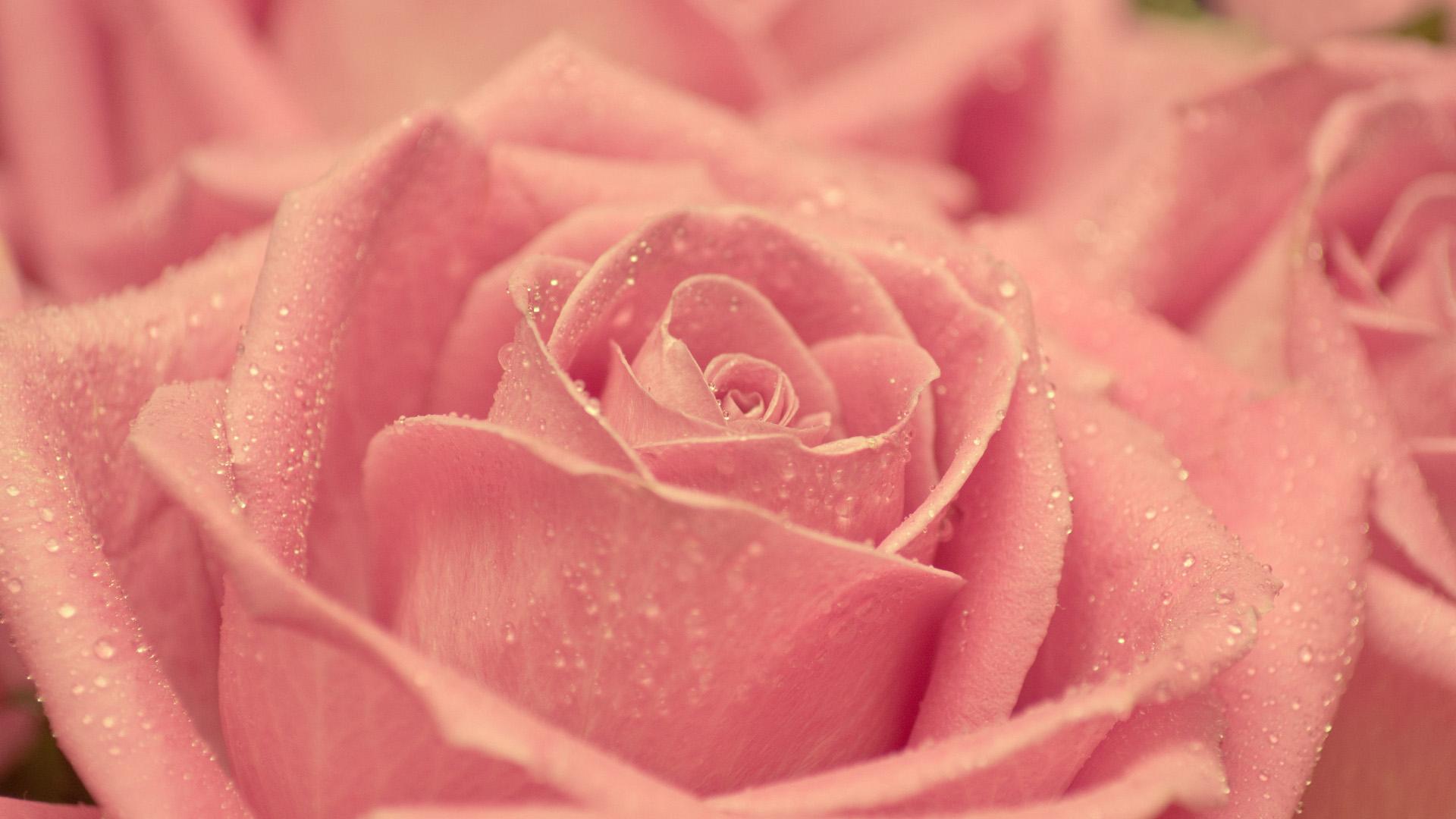 Old Rose Wallpapers - Top Free Old Rose Backgrounds - WallpaperAccess