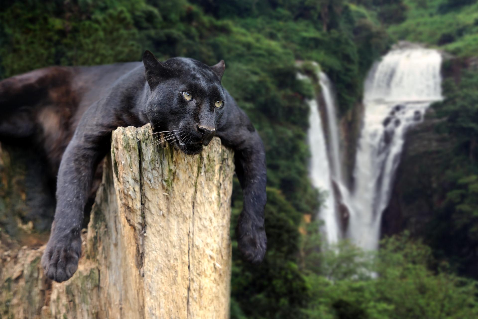 Cool Black Panther Animal Wallpapers - Top Free Cool Black Panther ...