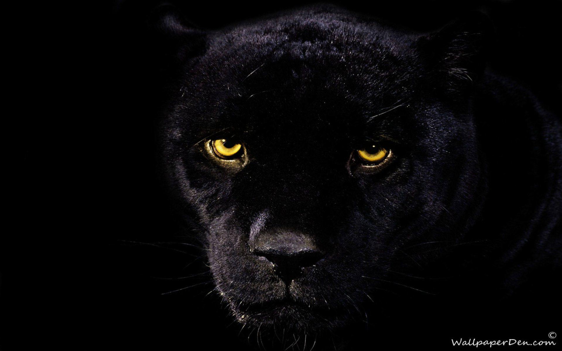 Cool Black Panther Animal Wallpapers - Top Free Cool Black Panther ...
