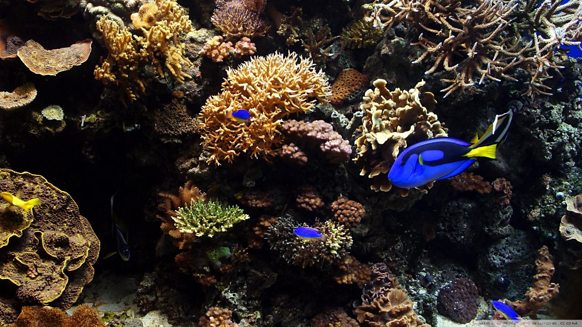 Saltwater Aquarium Wallpapers - Top Free Saltwater Aquarium Backgrounds ...