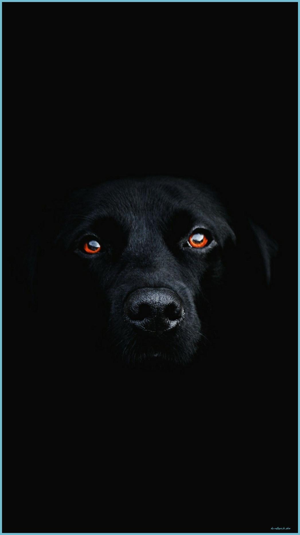 Minimal Dog Wallpapers - Top Free Minimal Dog Backgrounds - WallpaperAccess