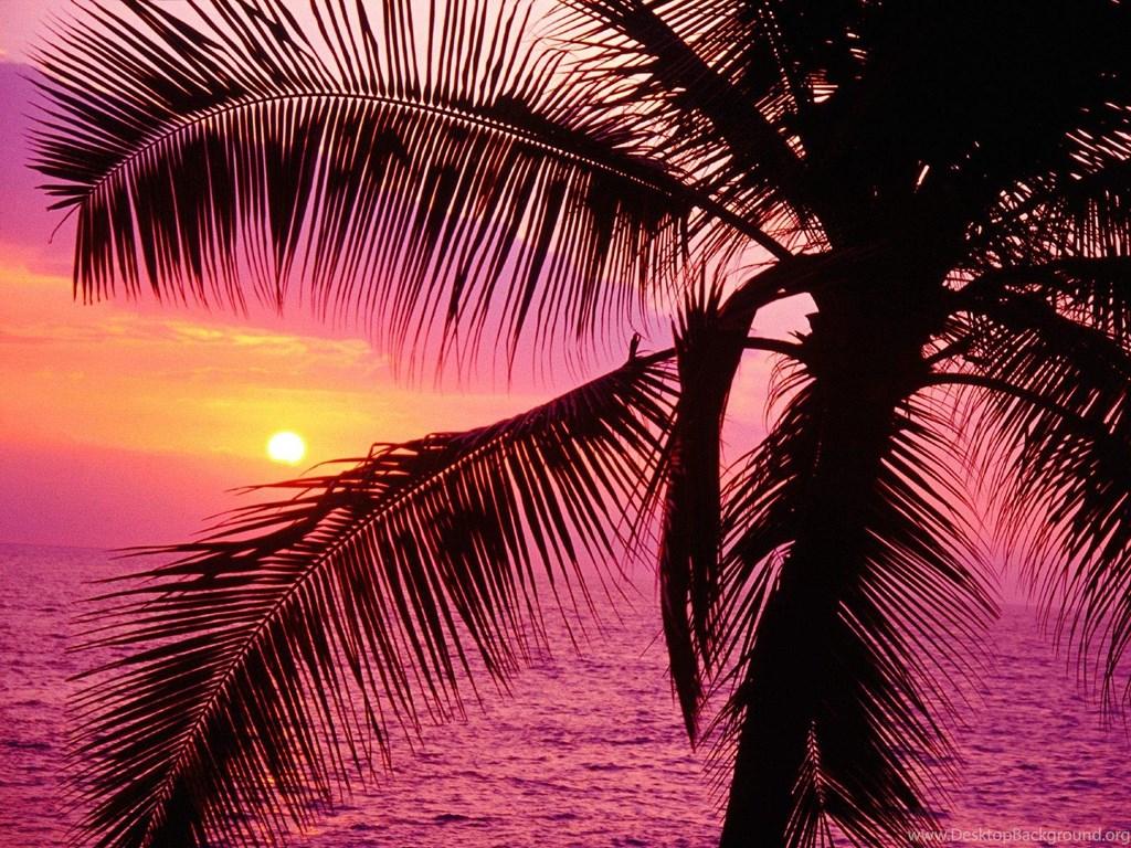 Pink Tropical Wallpapers - Top Free Pink Tropical Backgrounds ...