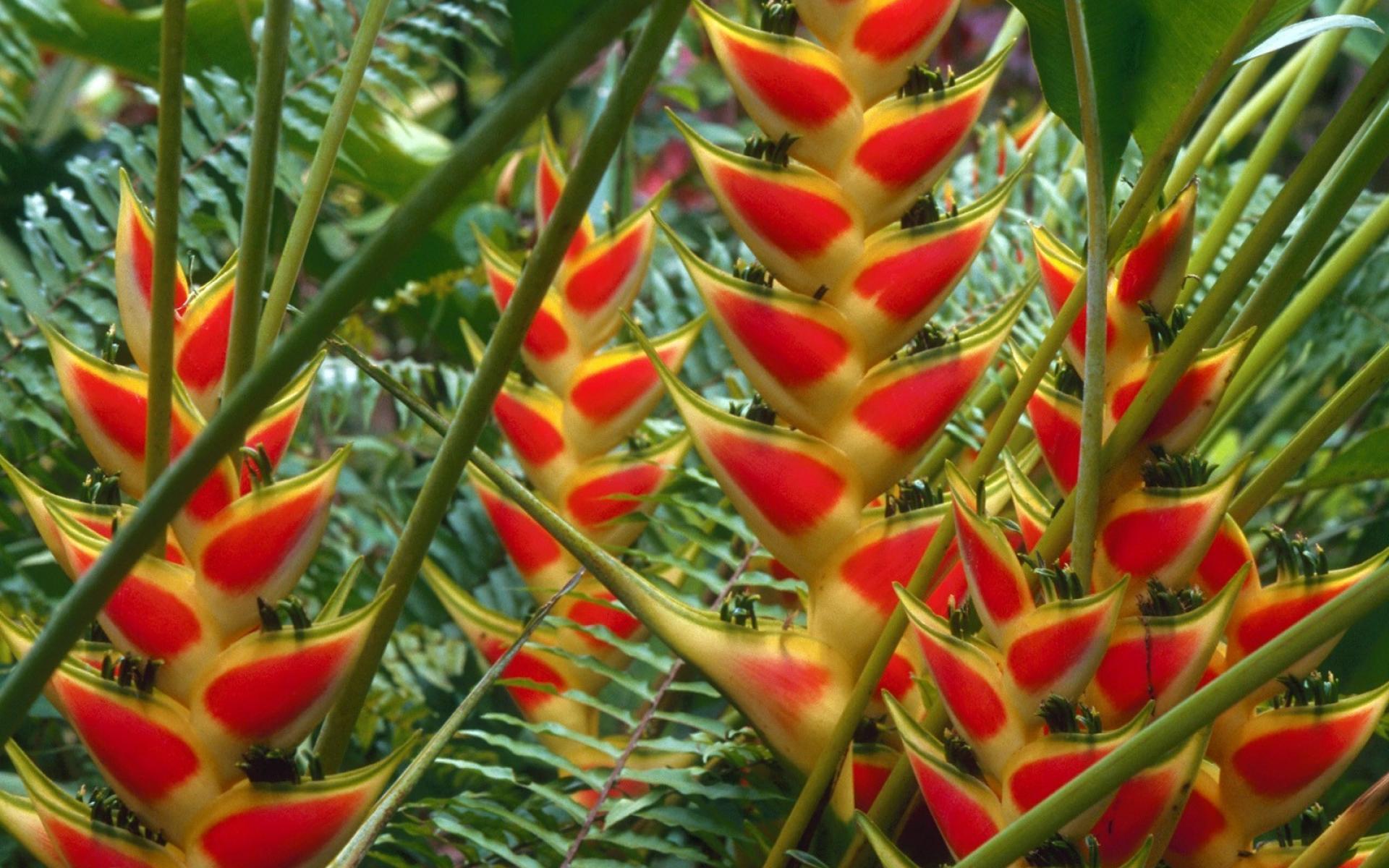 Heliconia Wallpapers - Top Free Heliconia Backgrounds - WallpaperAccess