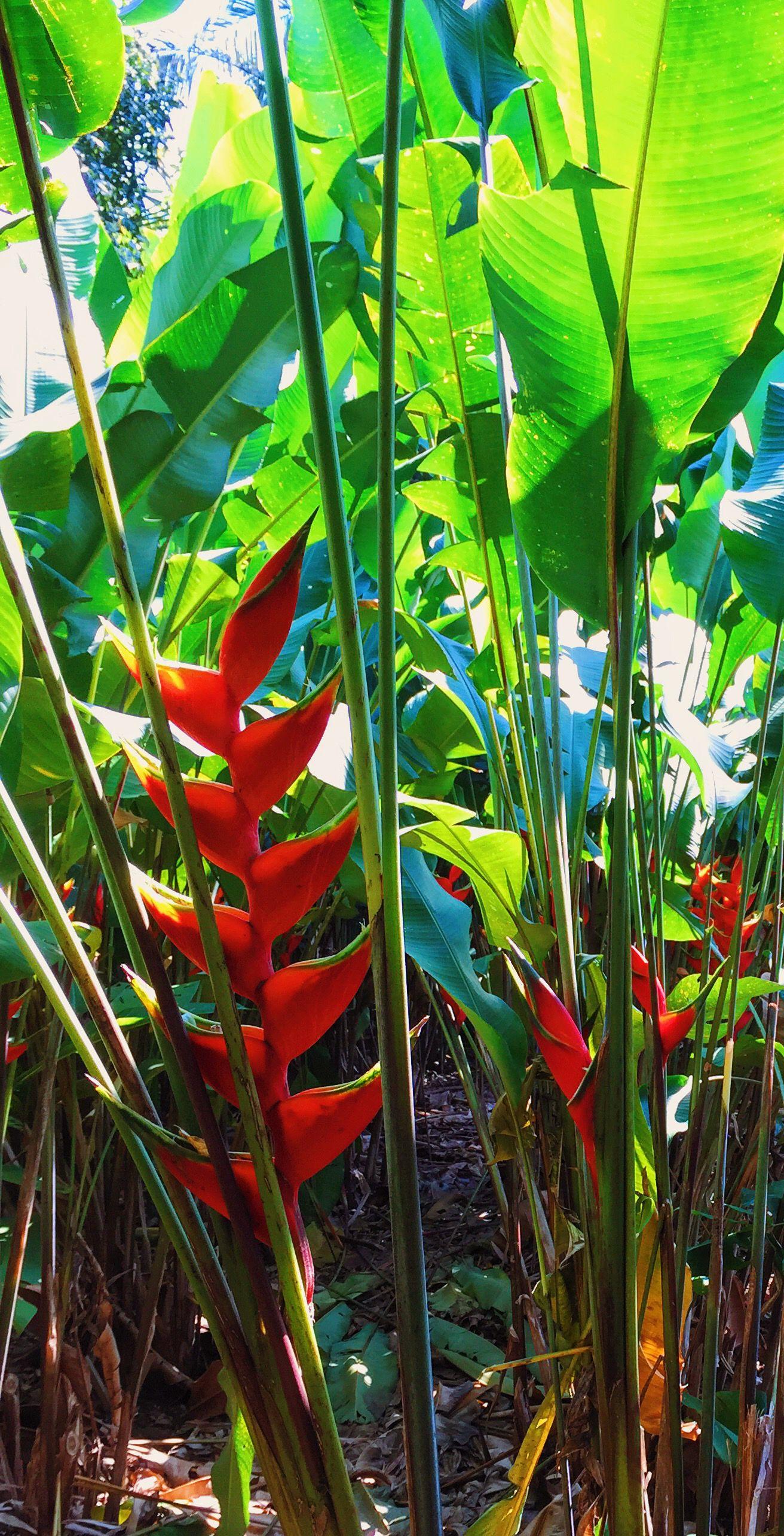 Heliconia Wallpapers - Top Free Heliconia Backgrounds - WallpaperAccess