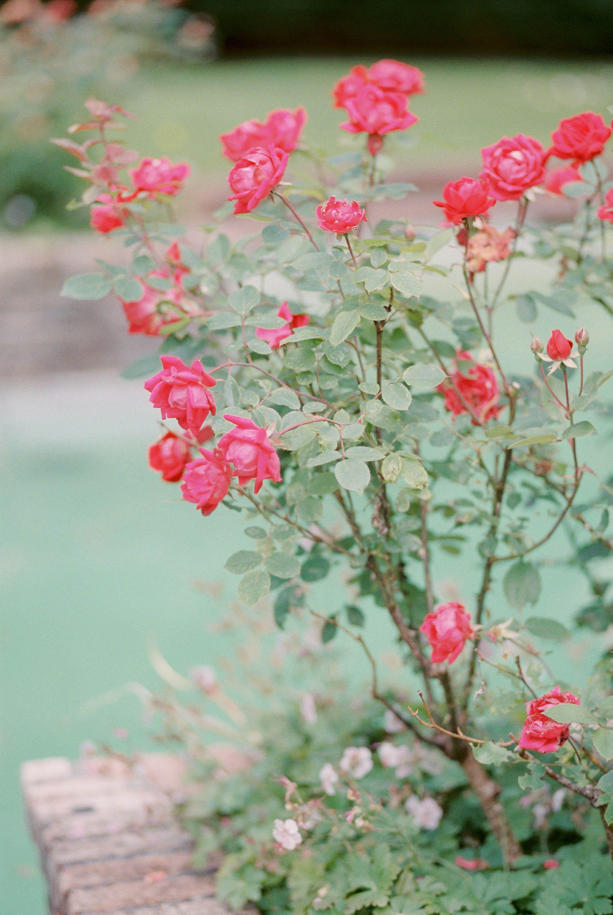 English Rose Garden Wallpapers - Top Free English Rose Garden ...