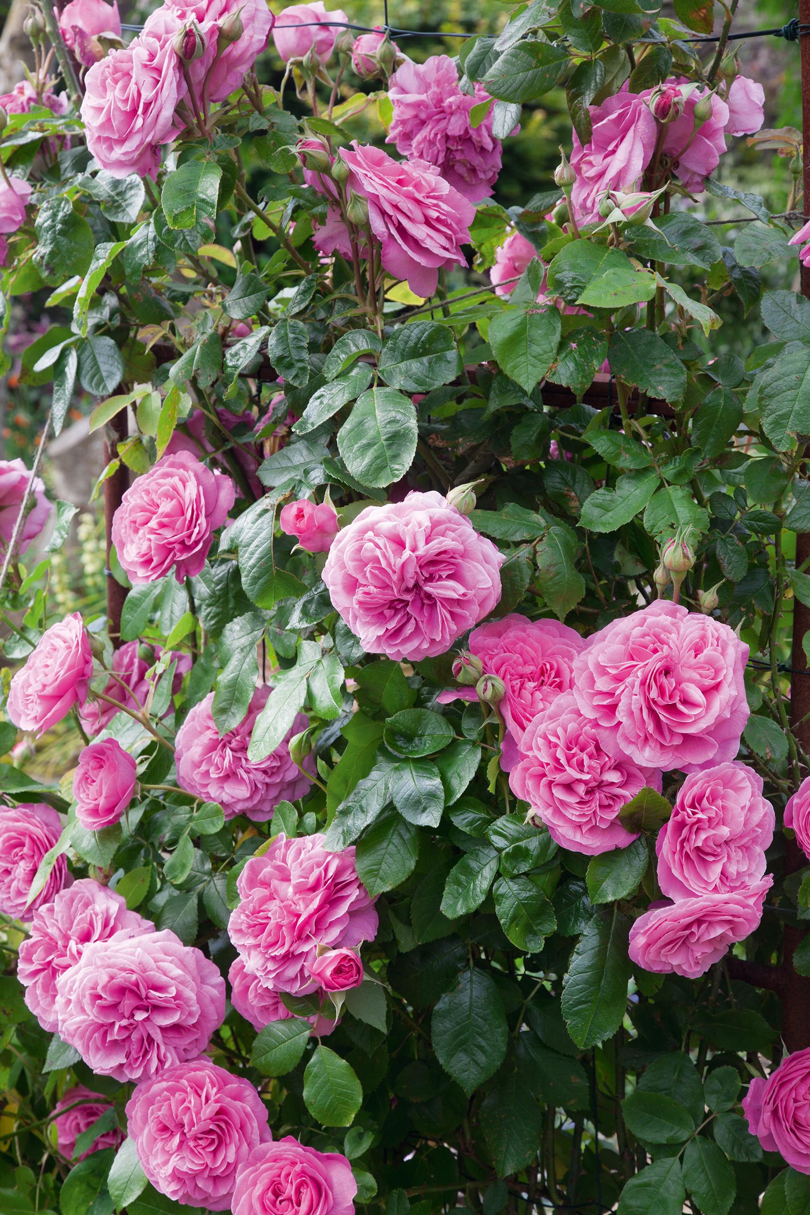 English Rose Garden Wallpapers - Top Free English Rose Garden ...