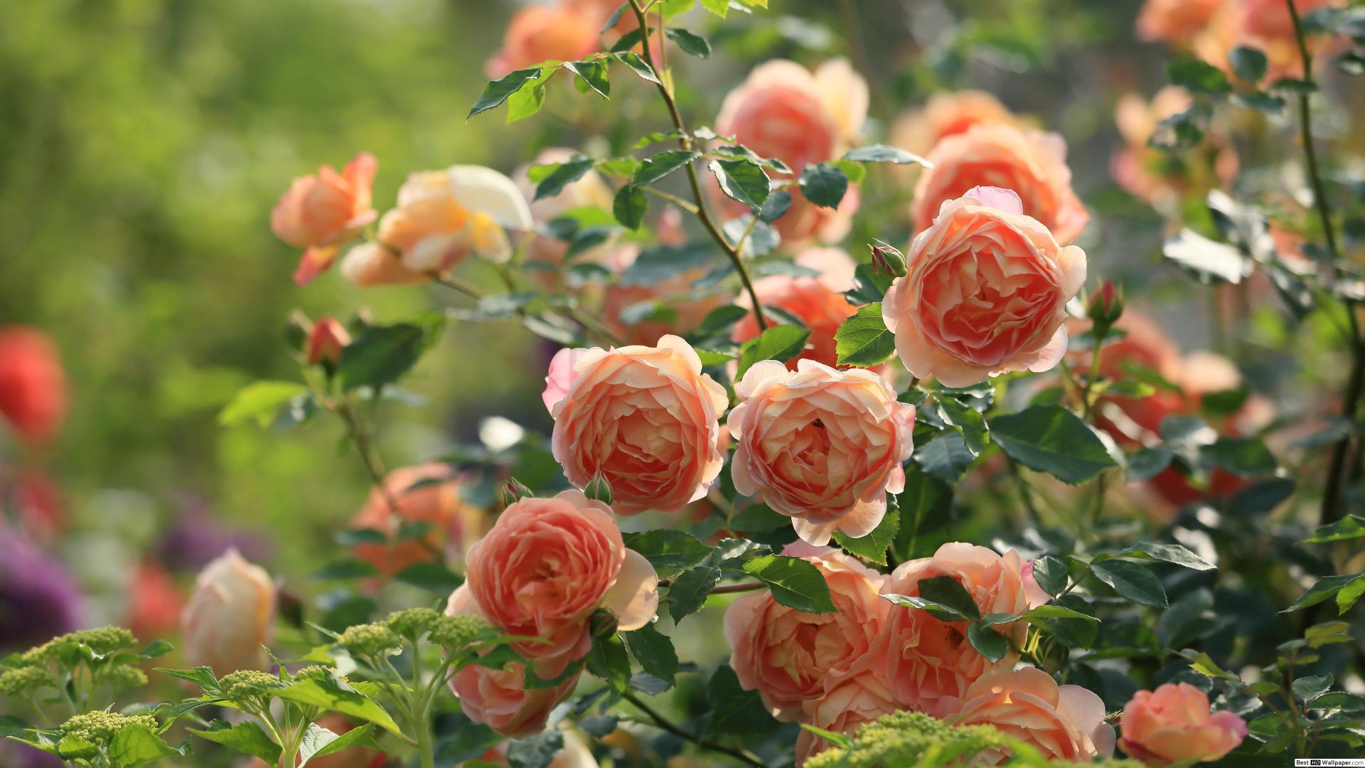 English Rose Garden Wallpapers - Top Free English Rose Garden ...