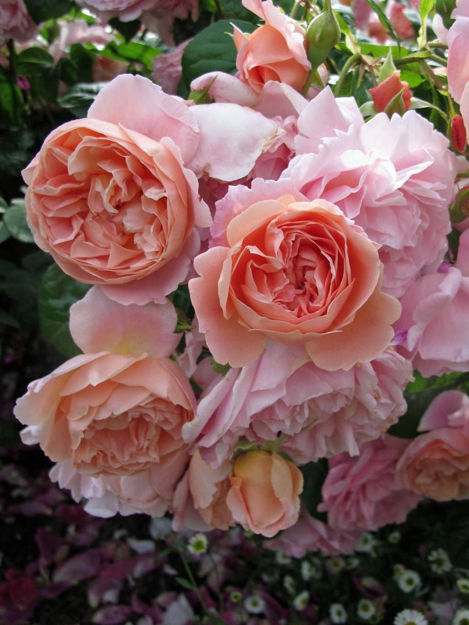 English Rose Garden Wallpapers - Top Free English Rose Garden ...