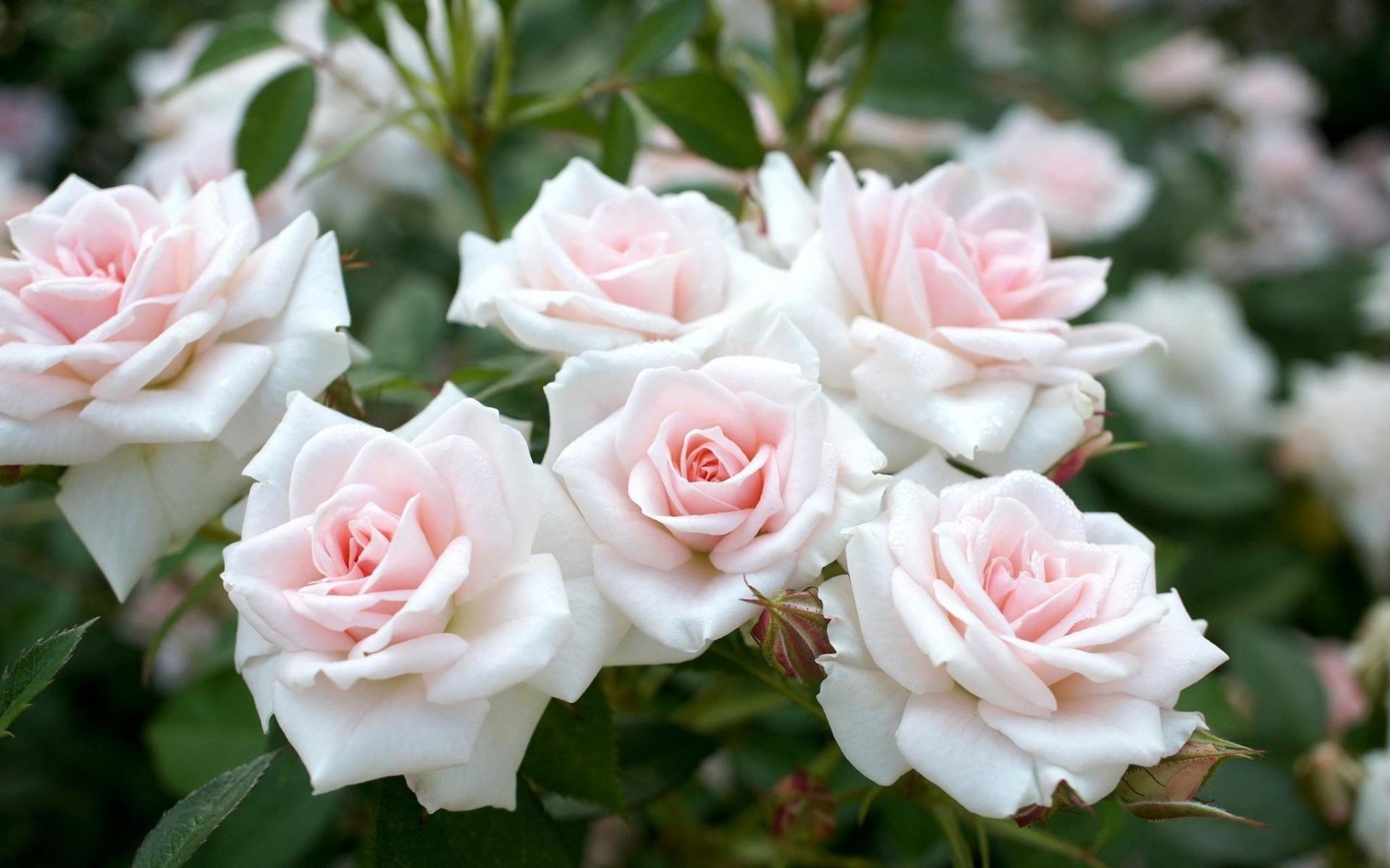 English Rose Garden Wallpapers - Top Free English Rose Garden ...