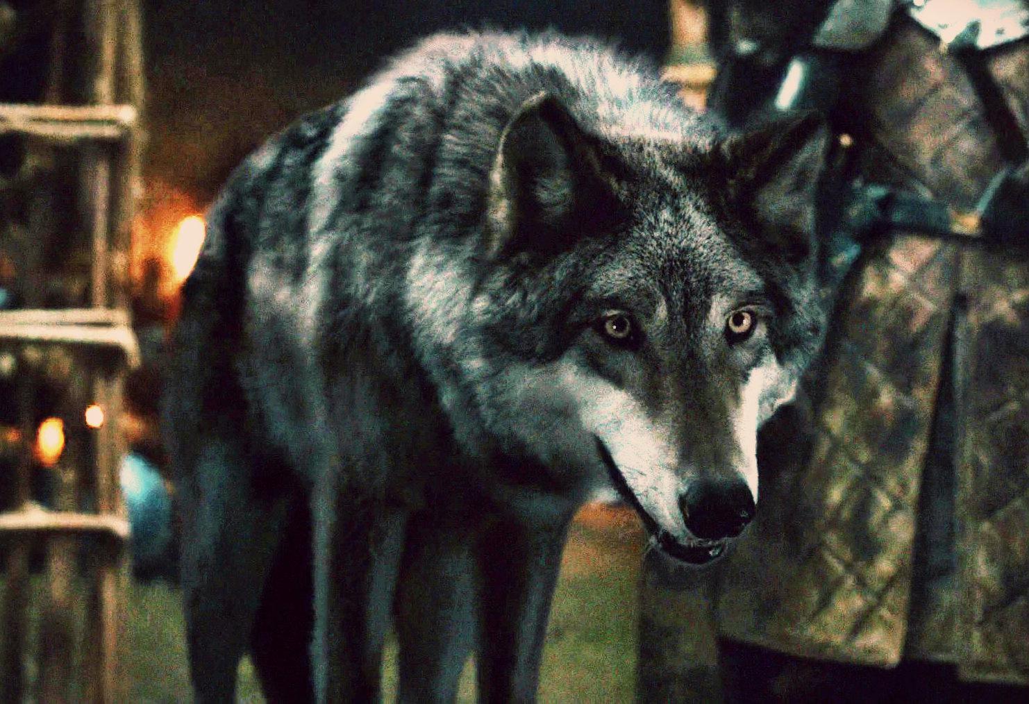 Game of Thrones Dire Wolf Wallpapers - Top Free Game of Thrones Dire Wolf Backgrounds ...