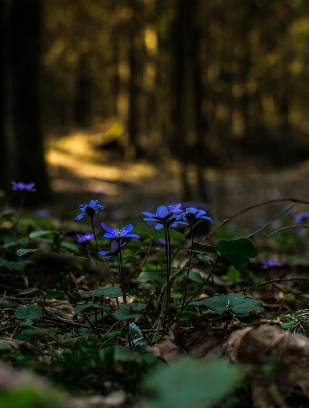 Nature Plant Wallpapers - Top Free Nature Plant Backgrounds ...