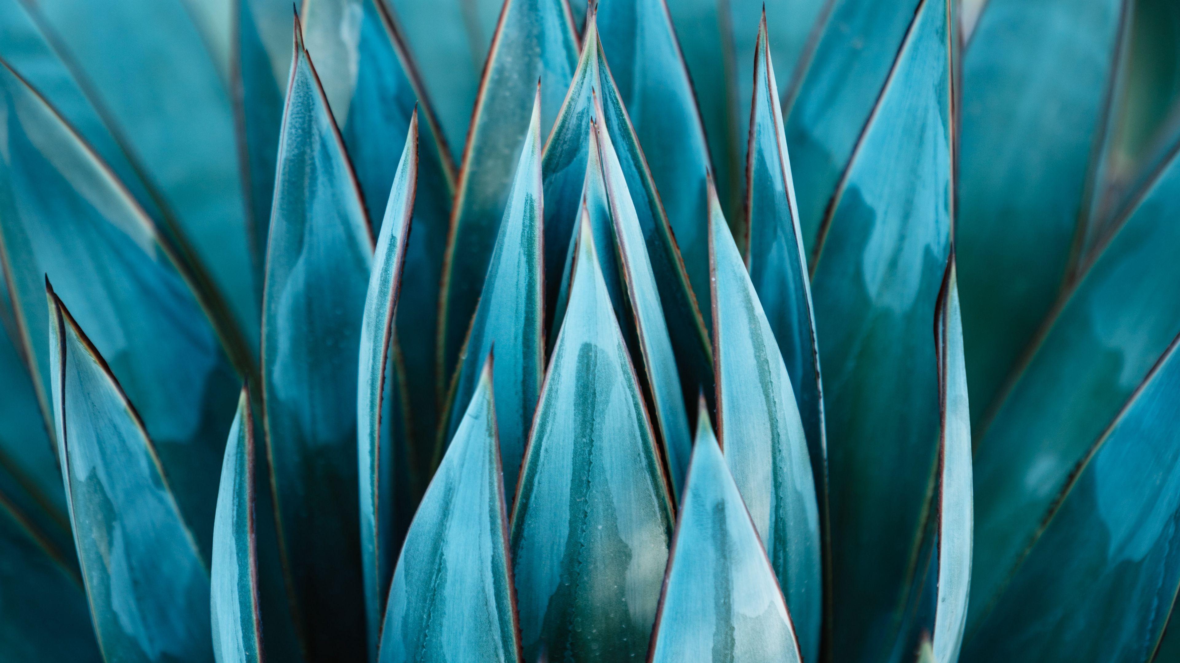 Nature Plant Wallpapers - Top Free Nature Plant Backgrounds ...