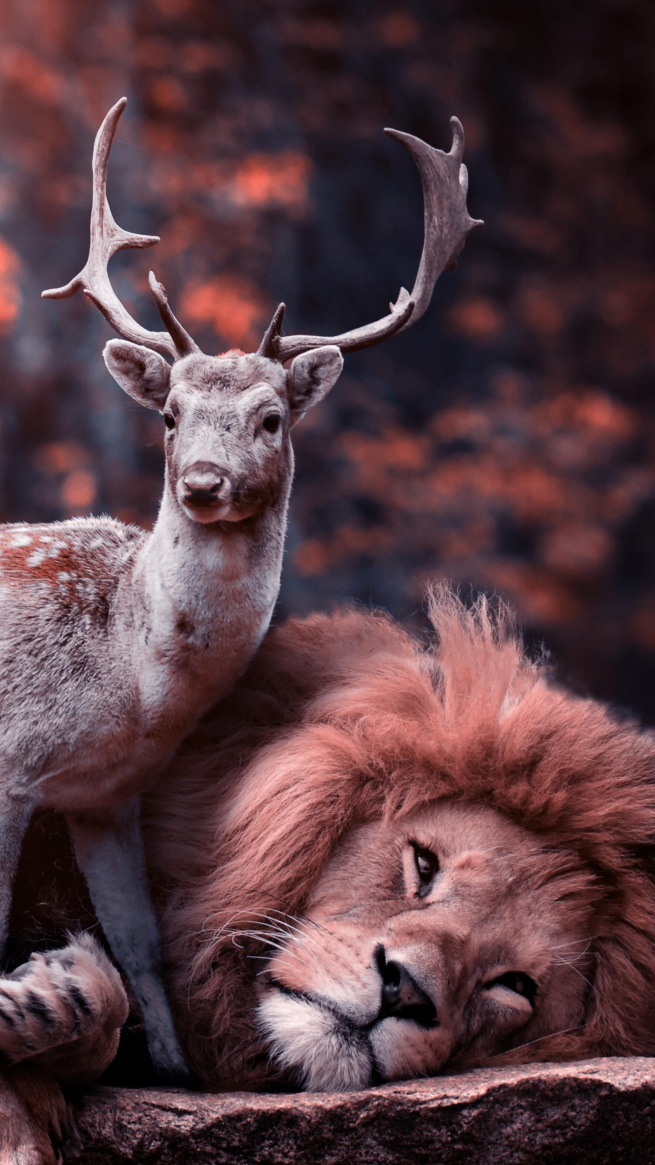 Animals 8k Wallpapers - Top Free Animals 8k Backgrounds - WallpaperAccess