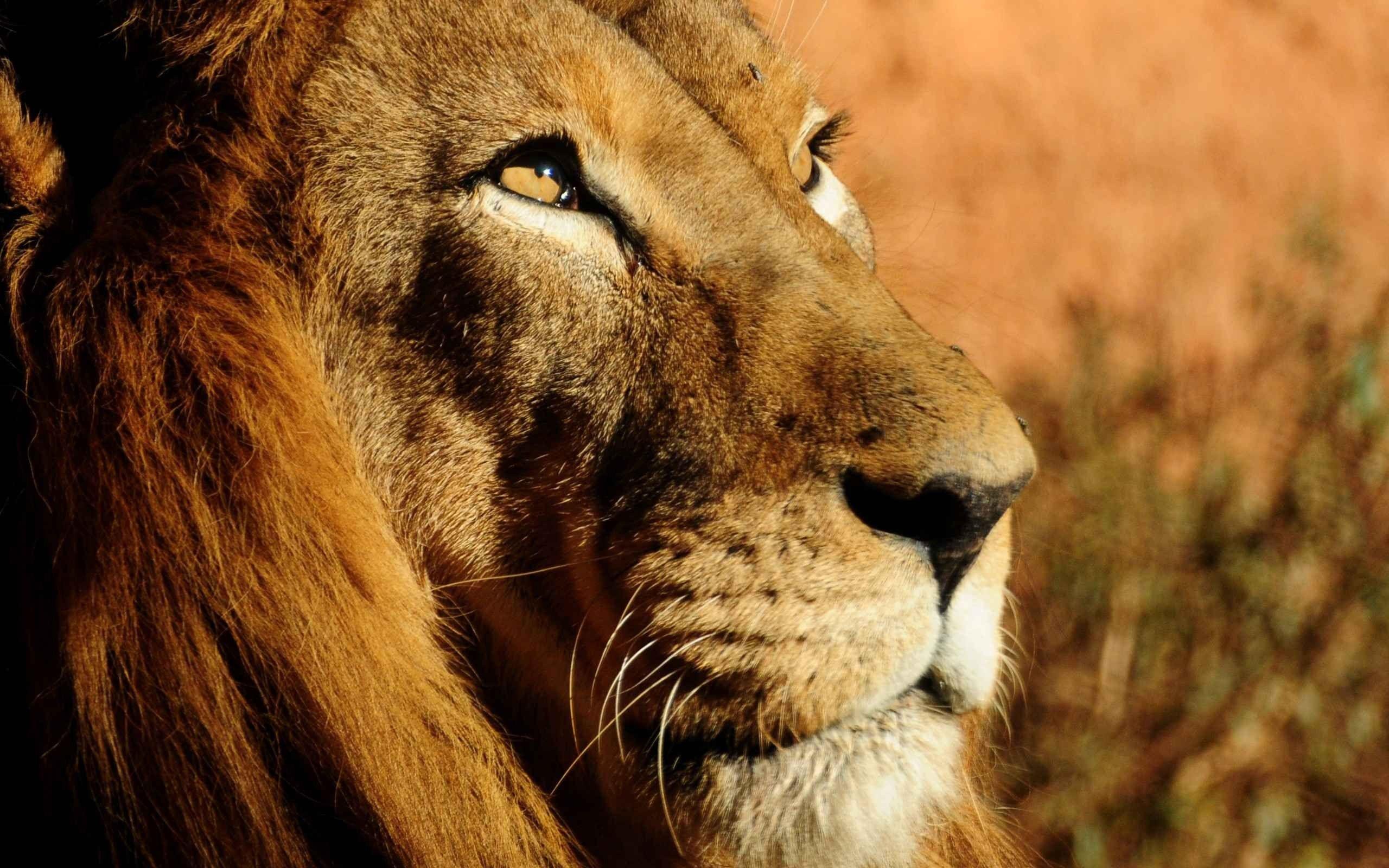 Animals 8k Wallpapers - Top Free Animals 8k Backgrounds - WallpaperAccess